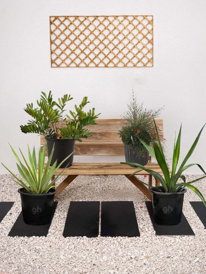 Flowering Plant Bundle - Outdoor Plant Bundle | Bundles - Outdoor ...