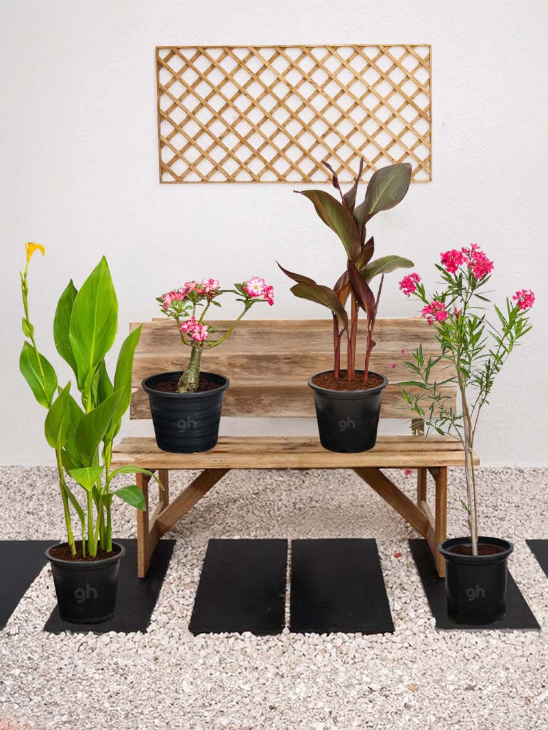 Flowering Plant Bundle - Outdoor Plant Bundle | Bundles - Outdoor ...