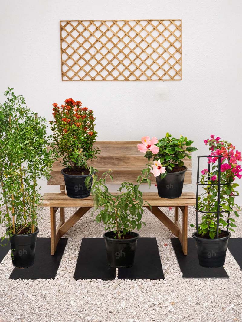 Flowering Shrubs Plant Bundle - Outdoor Plant Bundle | Bundles ...