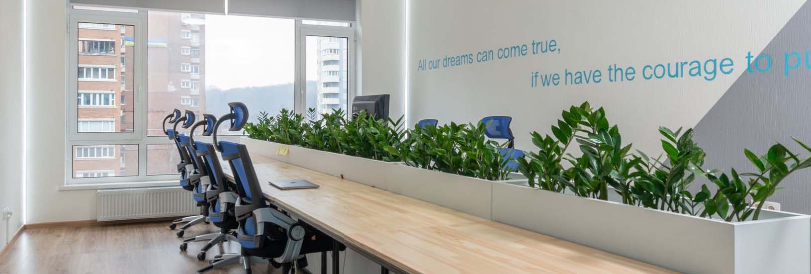 Top 5 office plants to boost your productivity