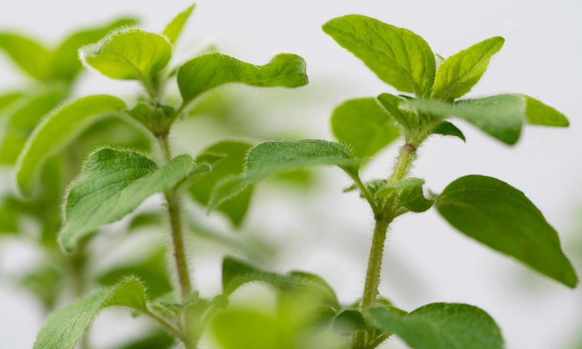 Fiddle Leaf Fig Growth Map: What “Normal” Looks Like Month by Month