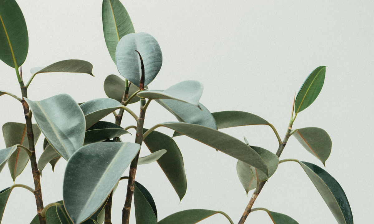 New Apartment Setup for Fiddle Leaf Fig: A 24-Hour Plan