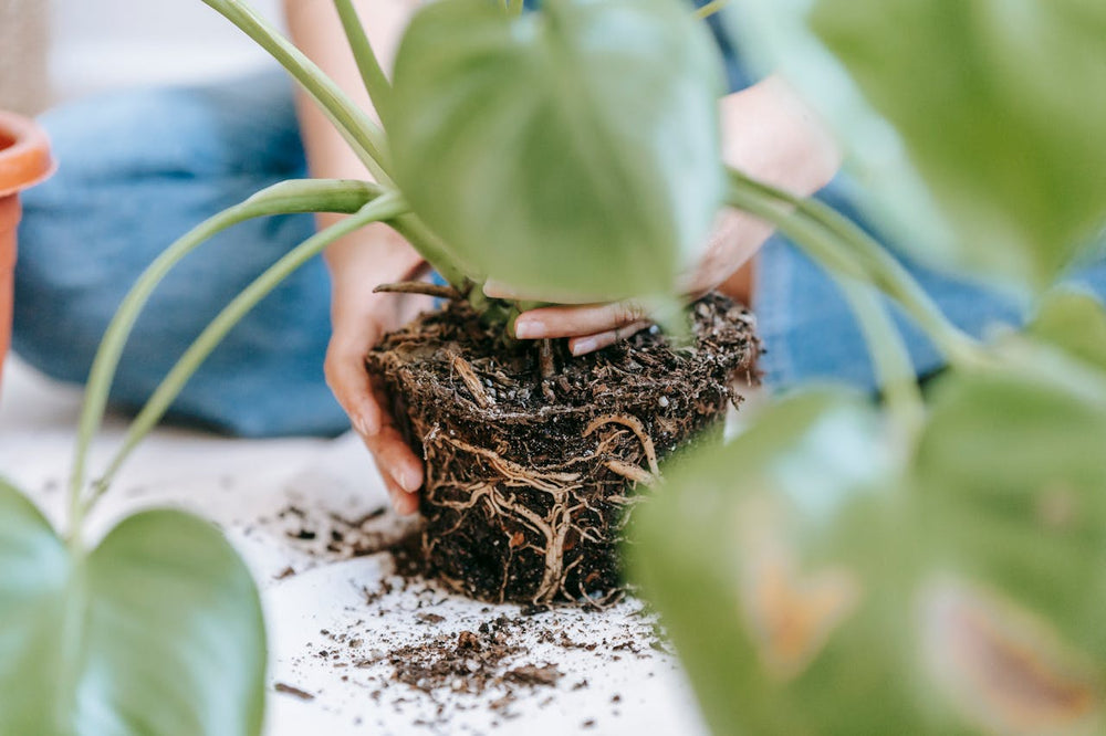 indoor plant root rot