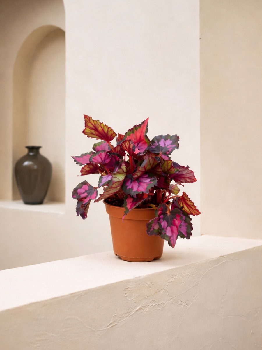 Begonia Inca Night | Dramatic Dark Foliage Plant | Growhub AE