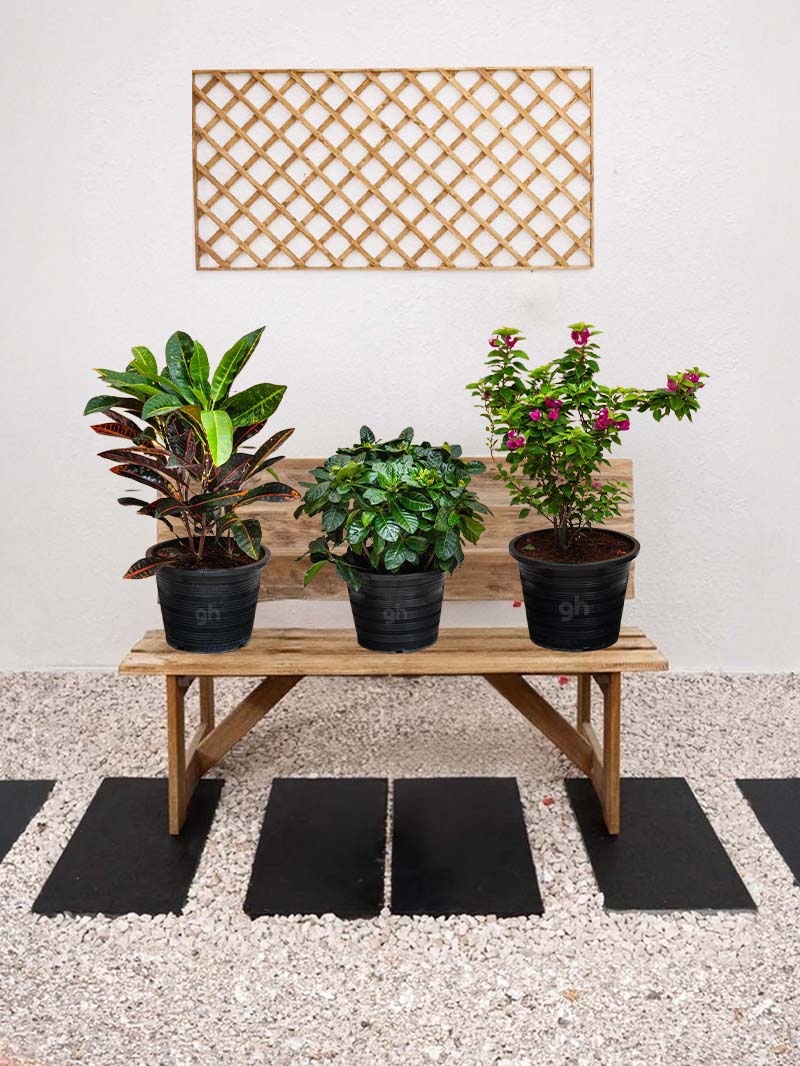 Balcony Plant Bundle - Outdoor Plant Bundle | Bundles - Outdoor Plants ...