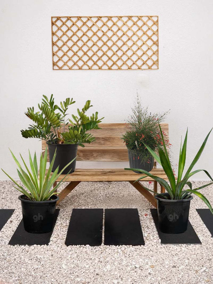 Flowering Plant Bundle - Outdoor Plant Bundle | Bundles - Outdoor ...