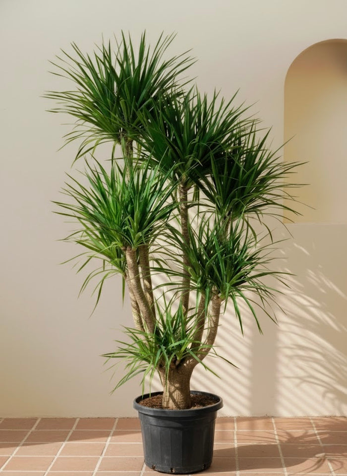 Dracaena Draco Multistem | Architectural Indoor Tree | Growhub AE