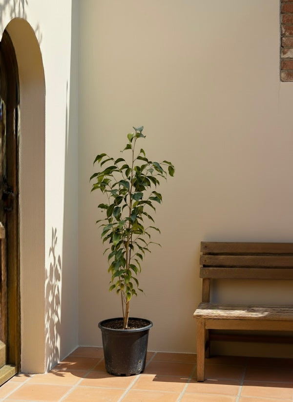 Ficus Benjamina Outdoor | Weeping Fig Tree | Growhub AE