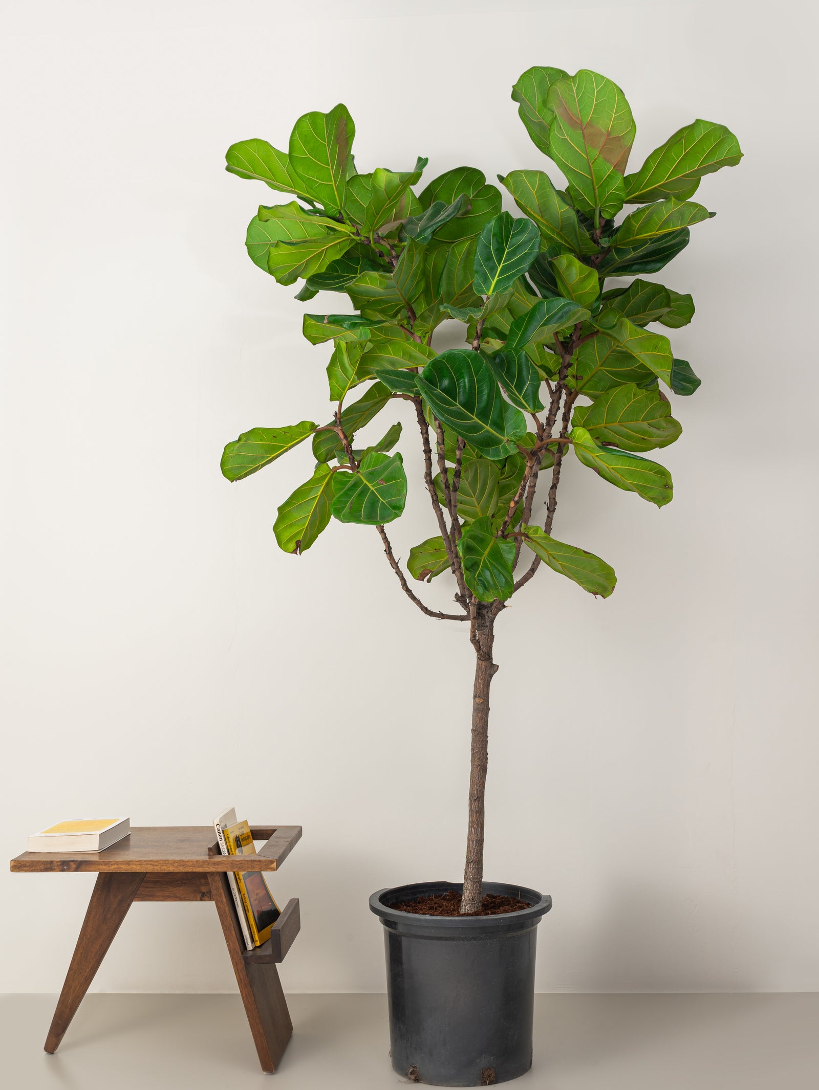 Fiddle Leaf Fig - Ficus Lyrata | Tall Indoor Plants | growhub AE