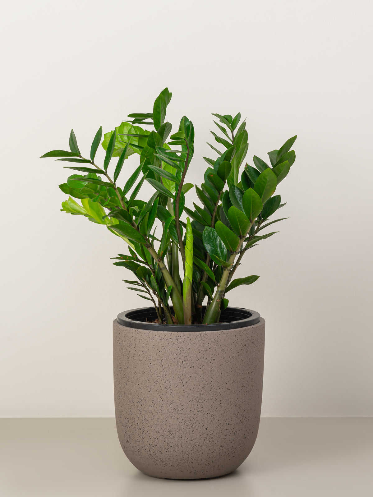 ZZ plant - Zamioculcas | Table Top Indoor Plants | growhub AE