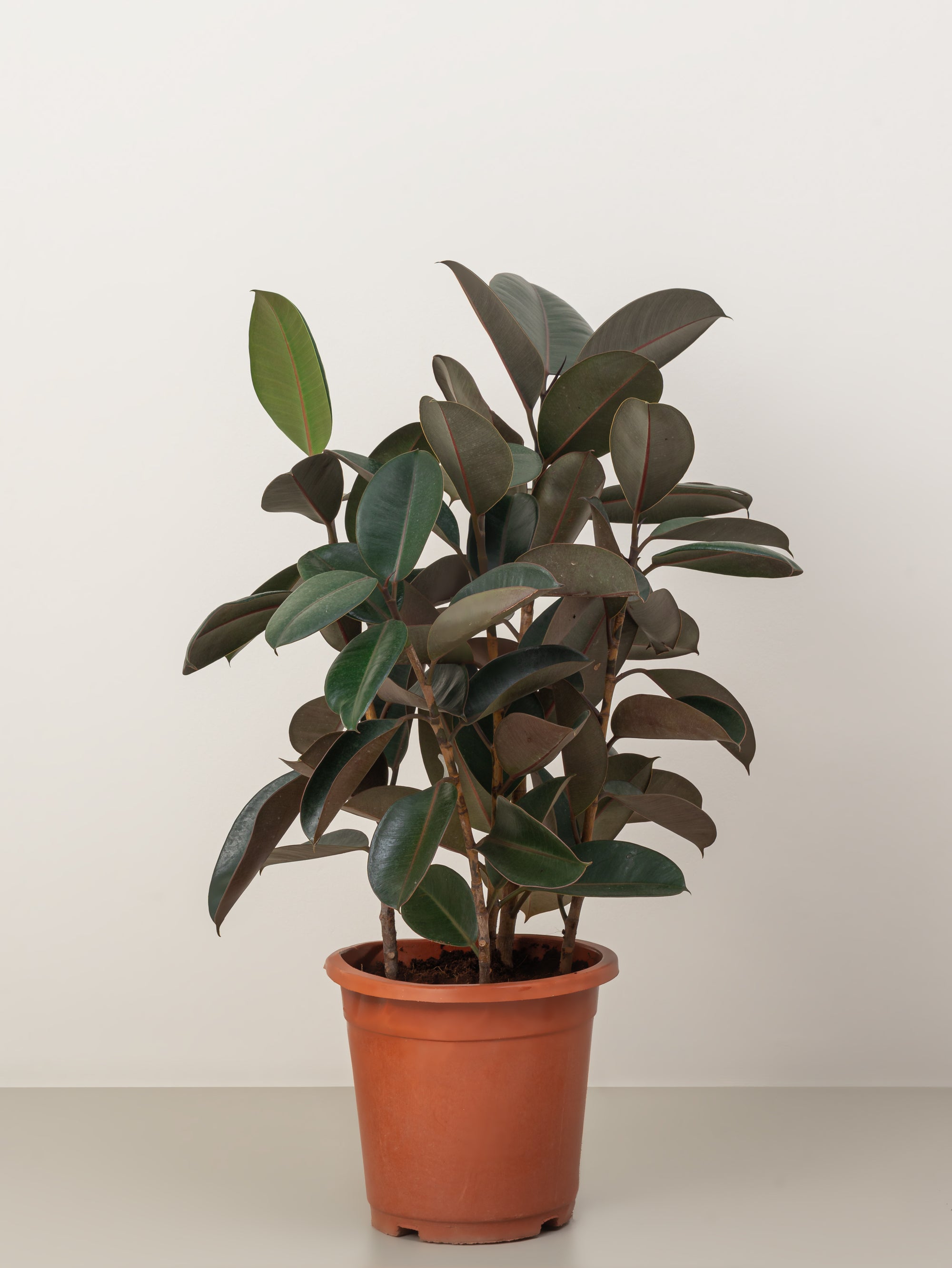 Rubber Fig - Ficus Robusta | Table Top Indoor Plants | growhub AE