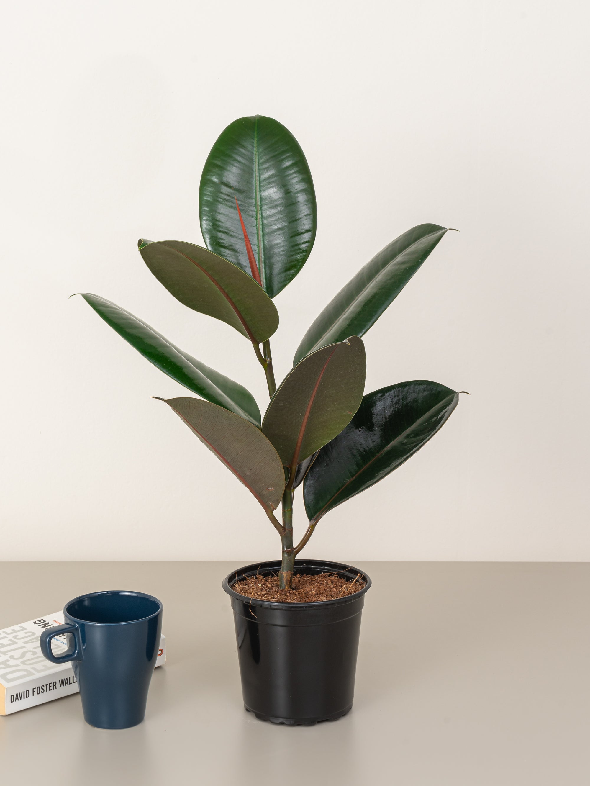 Rubber Fig - Ficus Robusta | Table Top Indoor Plants | growhub AE