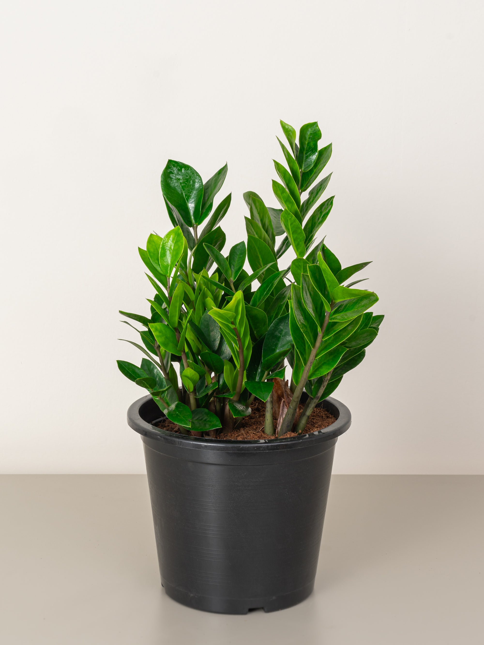 ZZ plant - Zamioculcas | Table Top Indoor Plants | growhub AE