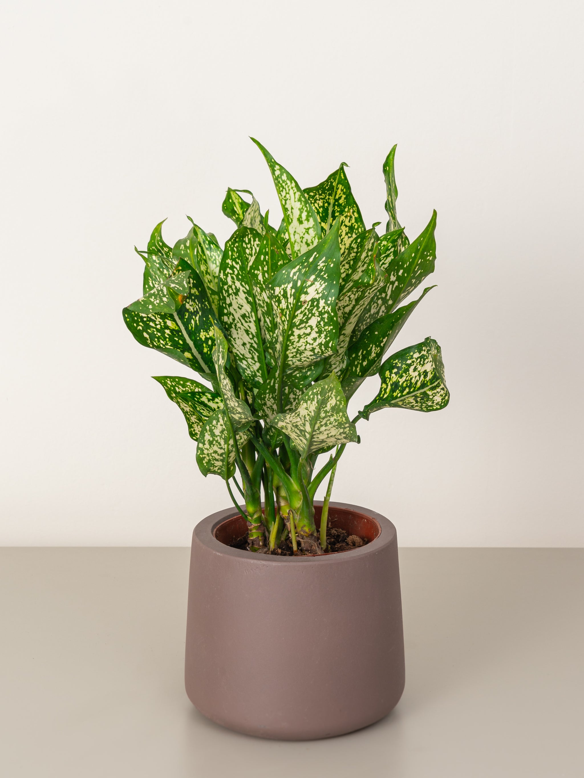Aglaonema Maria | Table Top Indoor Plants | growhub AE