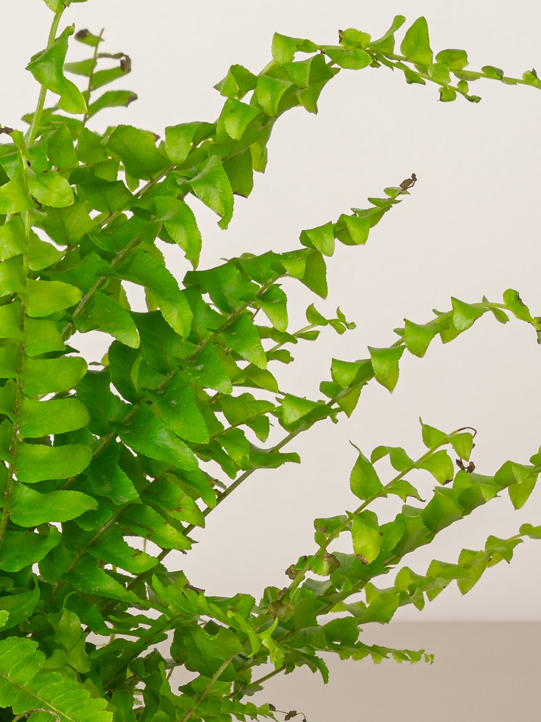 Fishbone Fern - Nephrolepis Exaltata | Hanging Indoor Plants | growhub AE