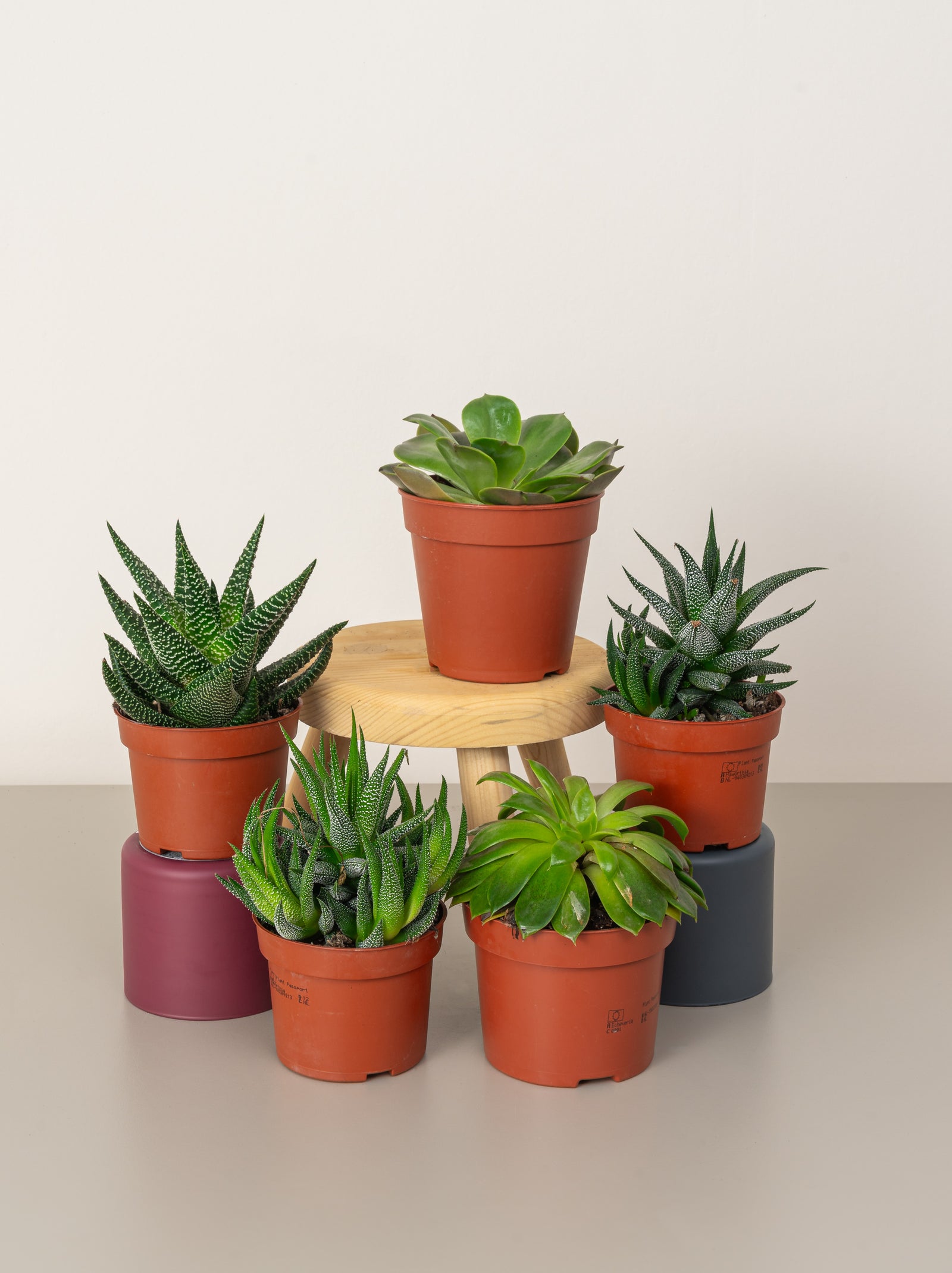 Mini Cactus/Succulents | Cactus & Succulents - Indoor Plants | growhub AE