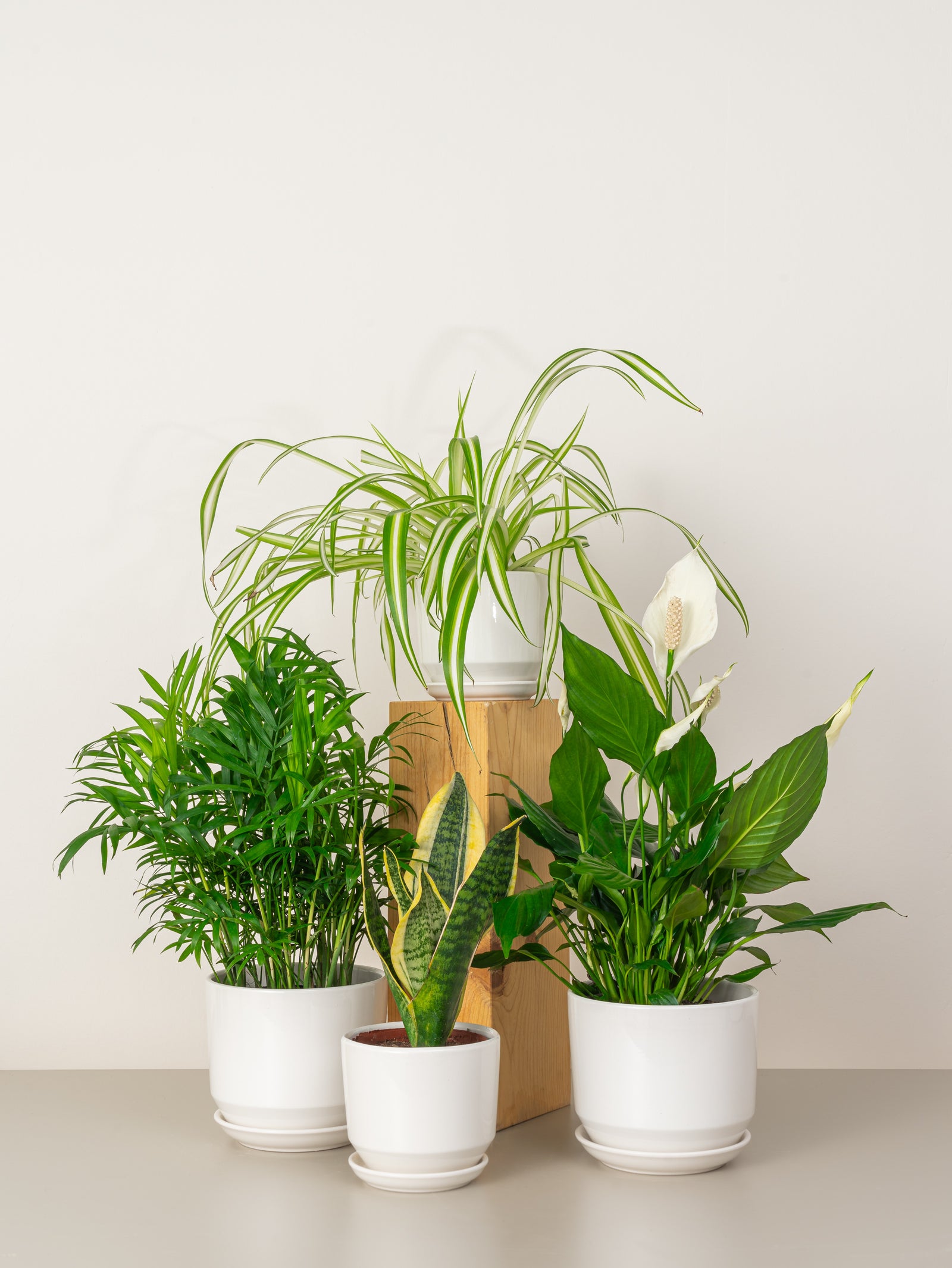 A Breath of Fresh Air Plant Bundle - Spider Plant | Snake Plant | Peace ...