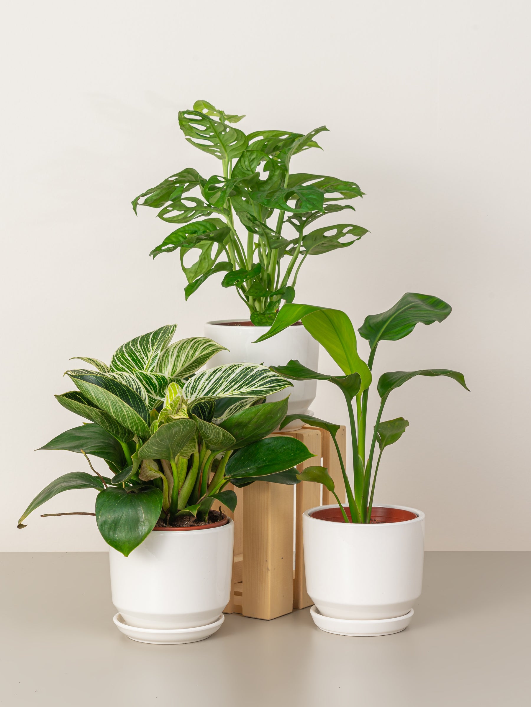 Indoor Plant Bundle