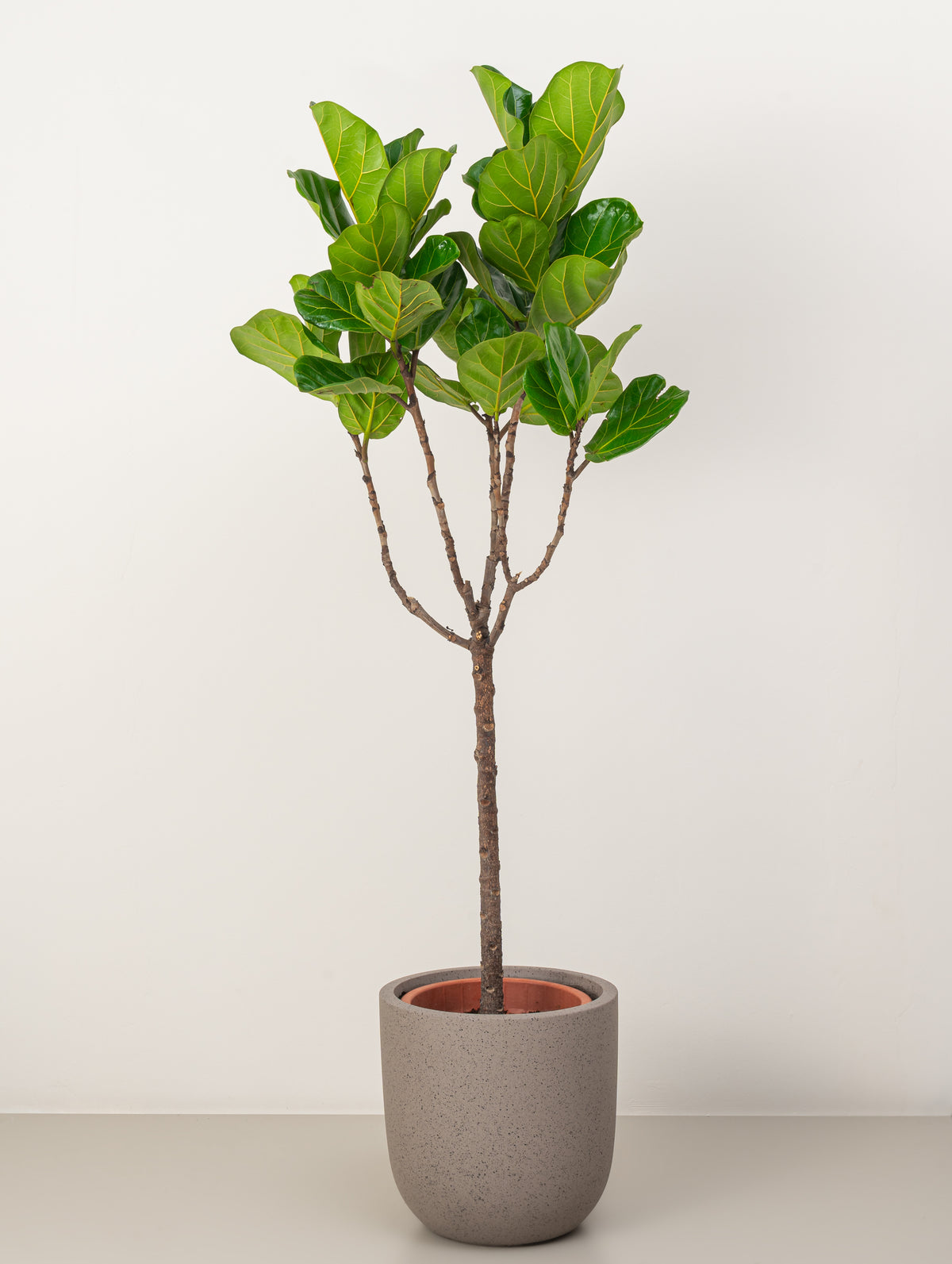 Fiddle Leaf Fig - Ficus Lyrata | Tall Indoor Plants | growhub AE