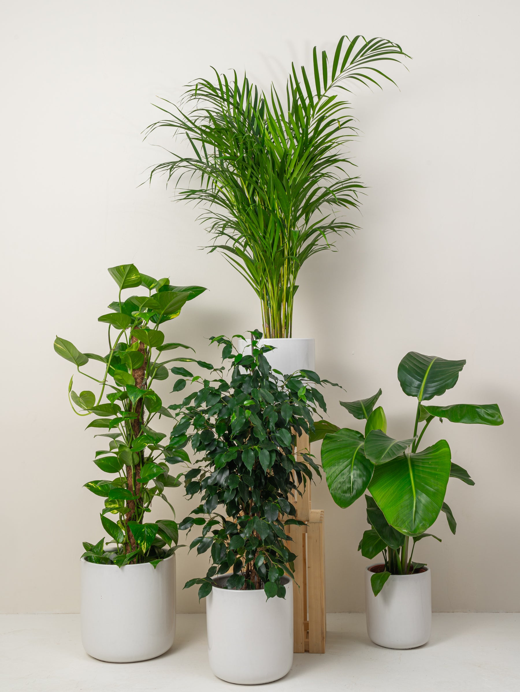 Indoor Plant Bundle