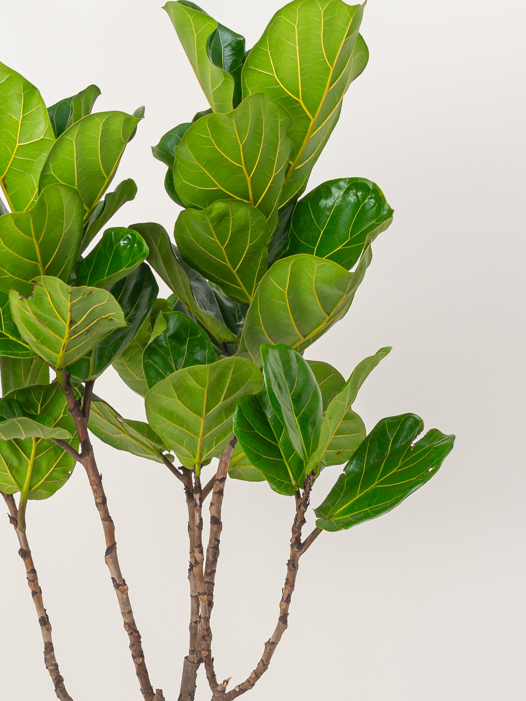 Fiddle Leaf Fig - Ficus Lyrata | Tall Indoor Plants | growhub AE