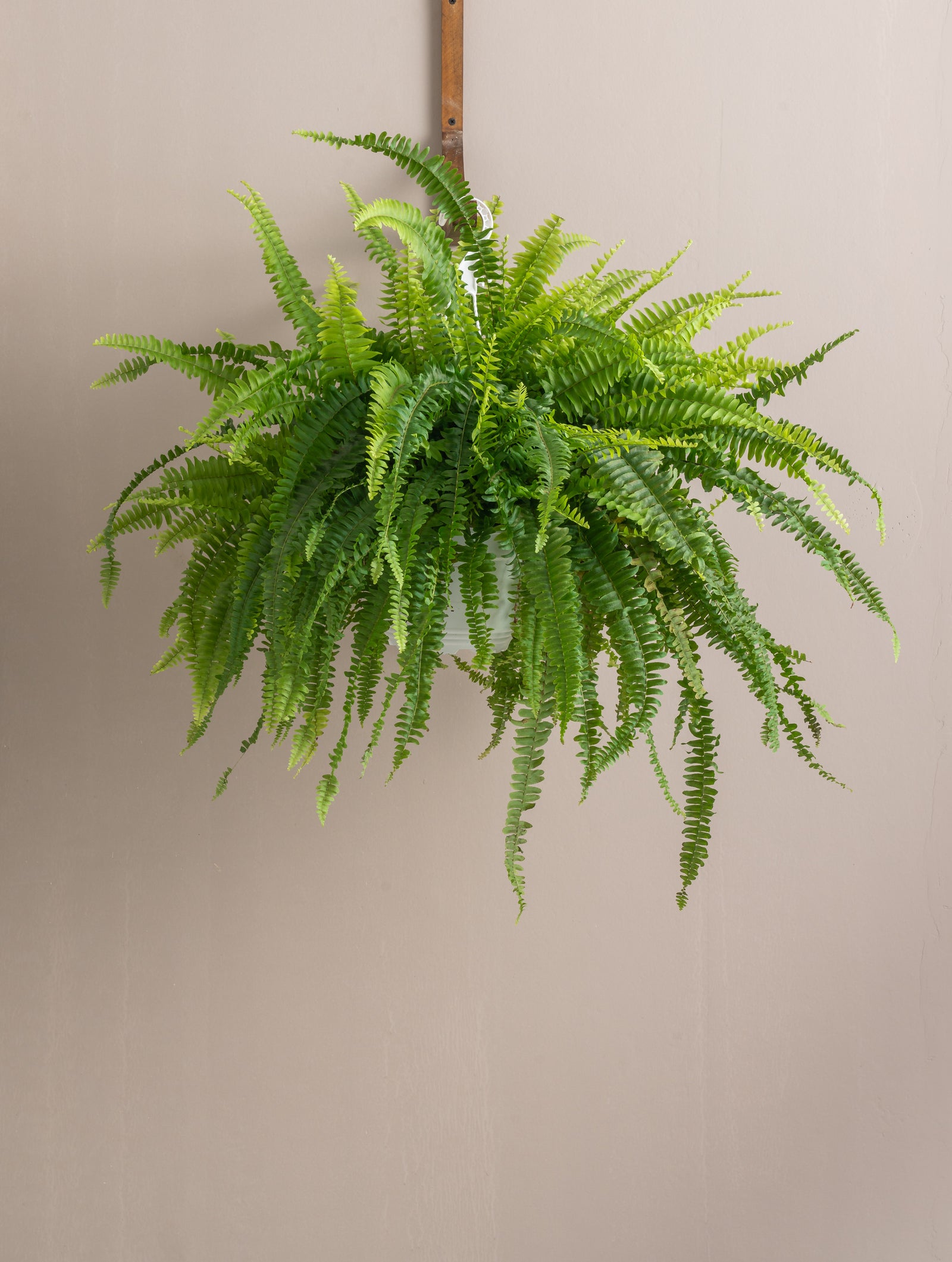Fishbone Fern - Nephrolepis Exaltata | Hanging Indoor Plants | growhub AE