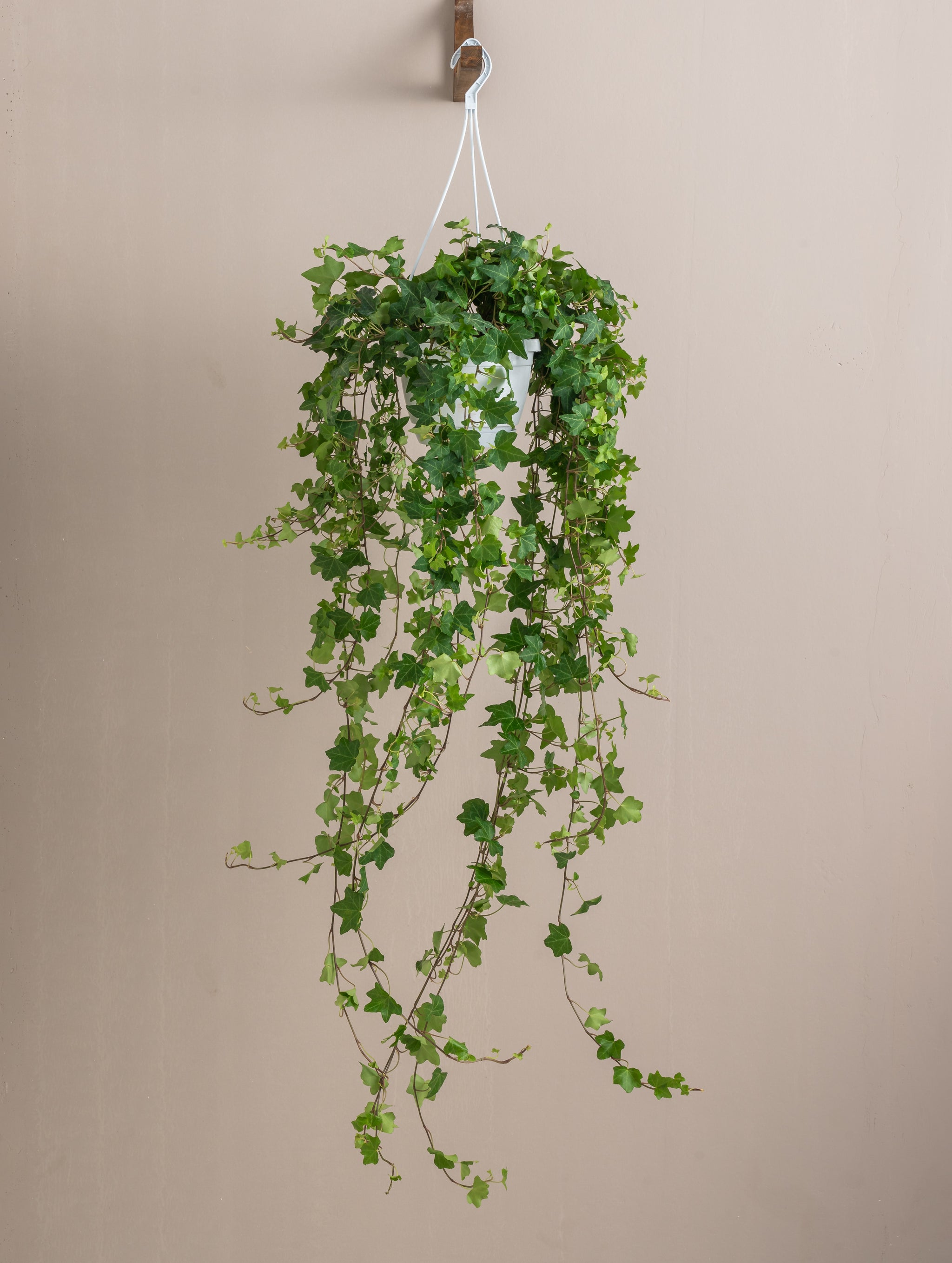 English Ivy - Hedera | Hanging Indoor Plants | growhub AE