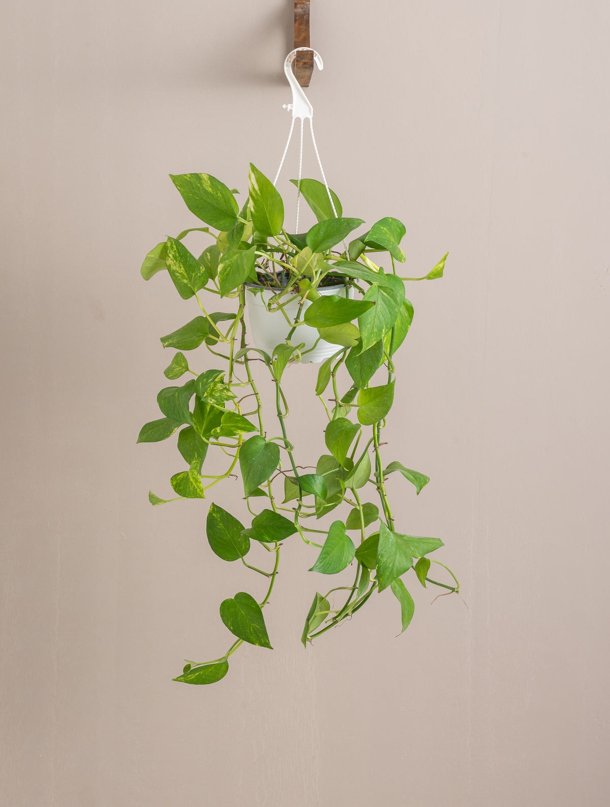 Money Plant - Epipremnum Aureum | Tall Indoor Plants | growhub AE