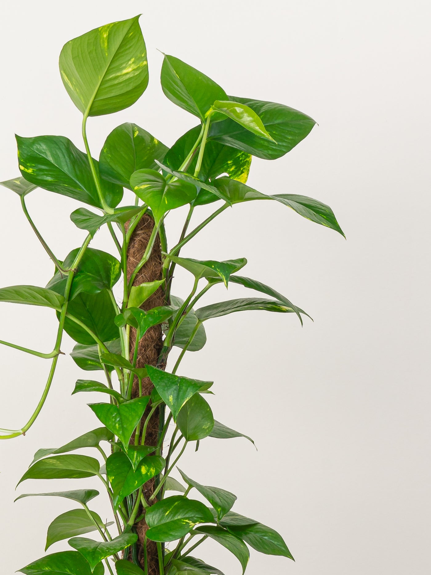 Money Plant - Epipremnum Aureum | Tall Indoor Plants | growhub AE