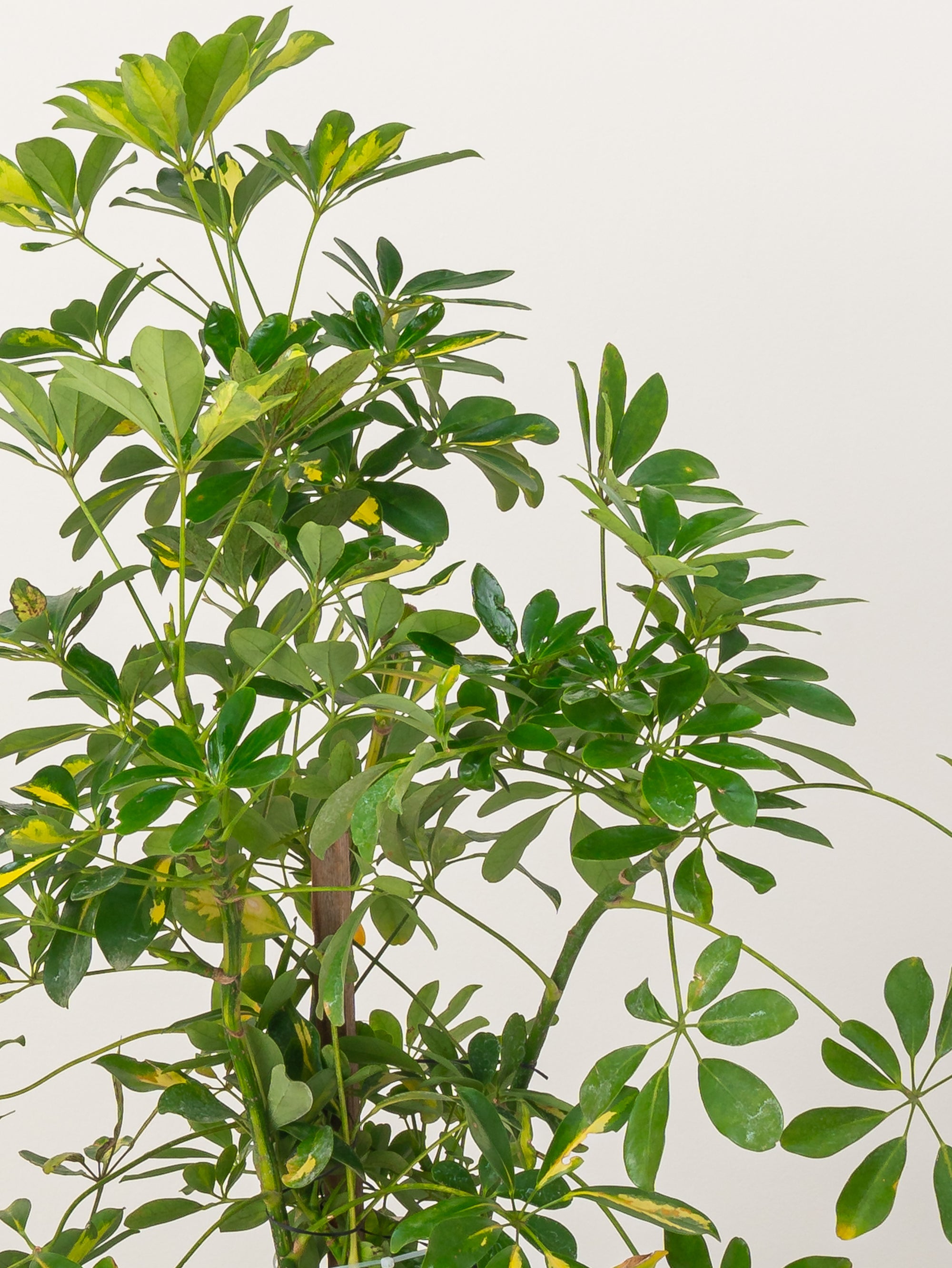 Variegated Umbrella Plant - Schefflera Gold Capella | Tall Indoor ...