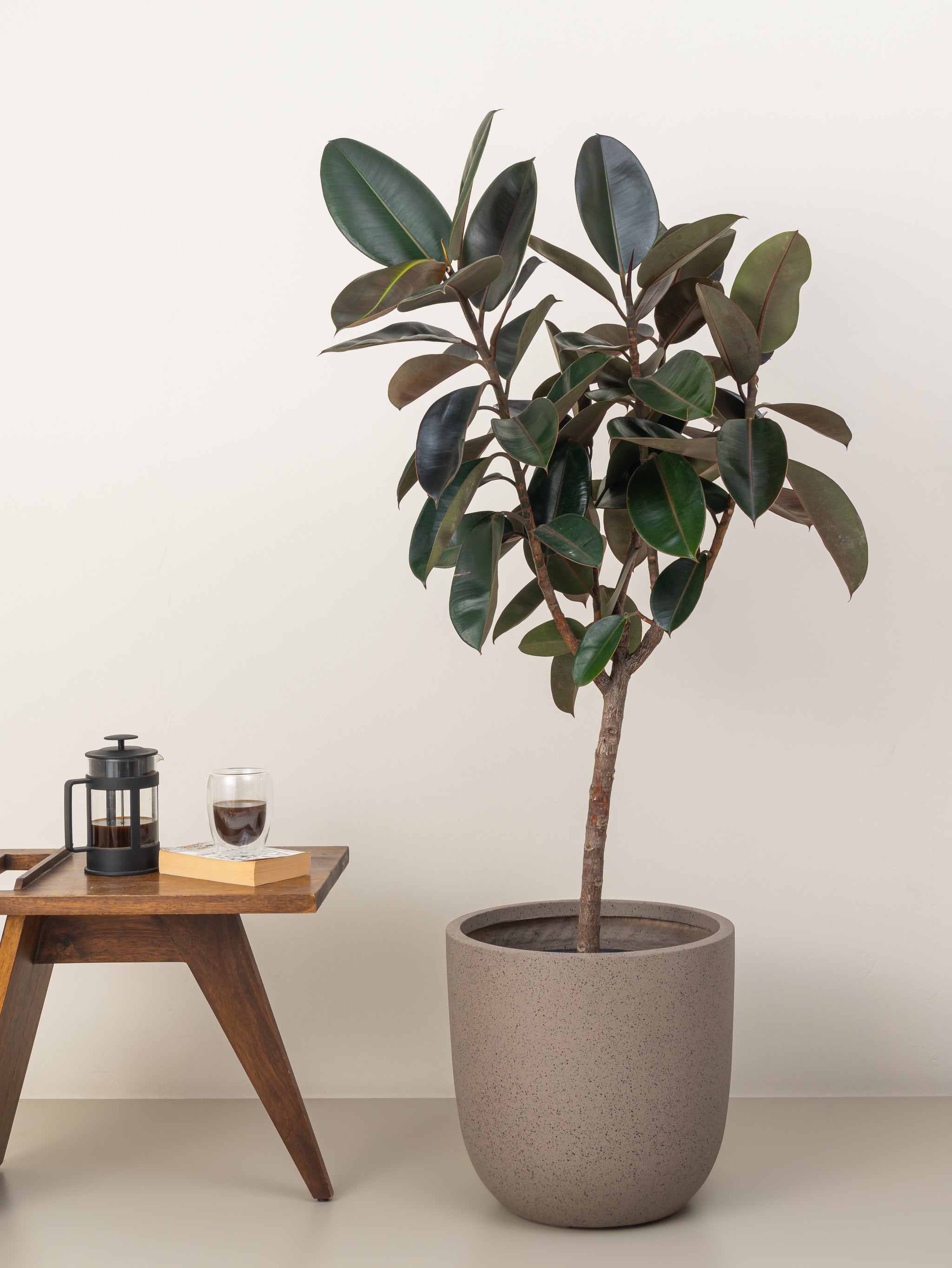 Rubber Tree - Ficus Robusta | Tall Indoor Plants | growhub AE