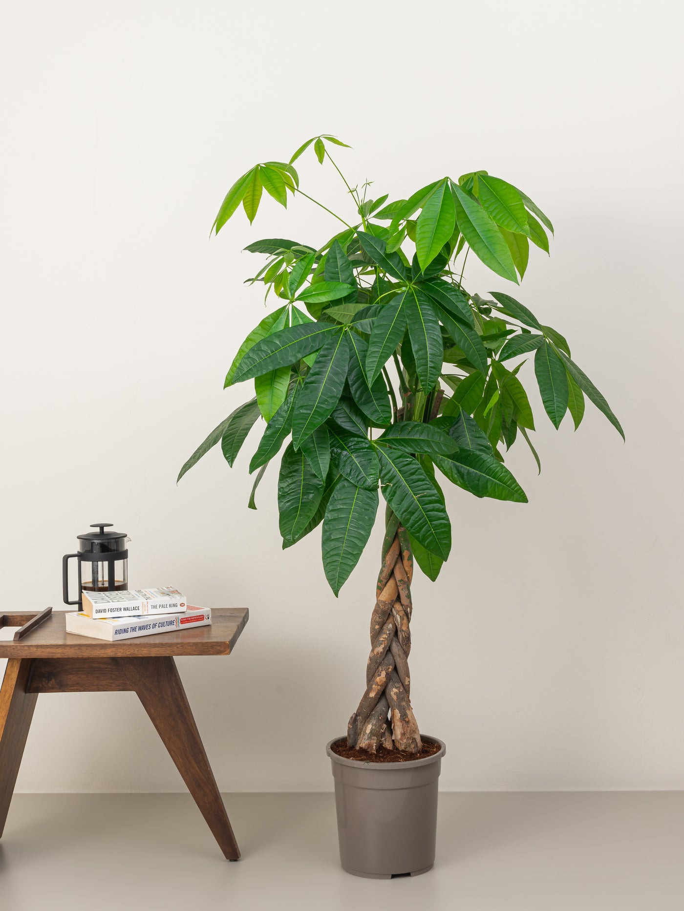 Twisted Trunk Pachira - Pachira Aquatica | Tall Indoor Plants | growhub AE