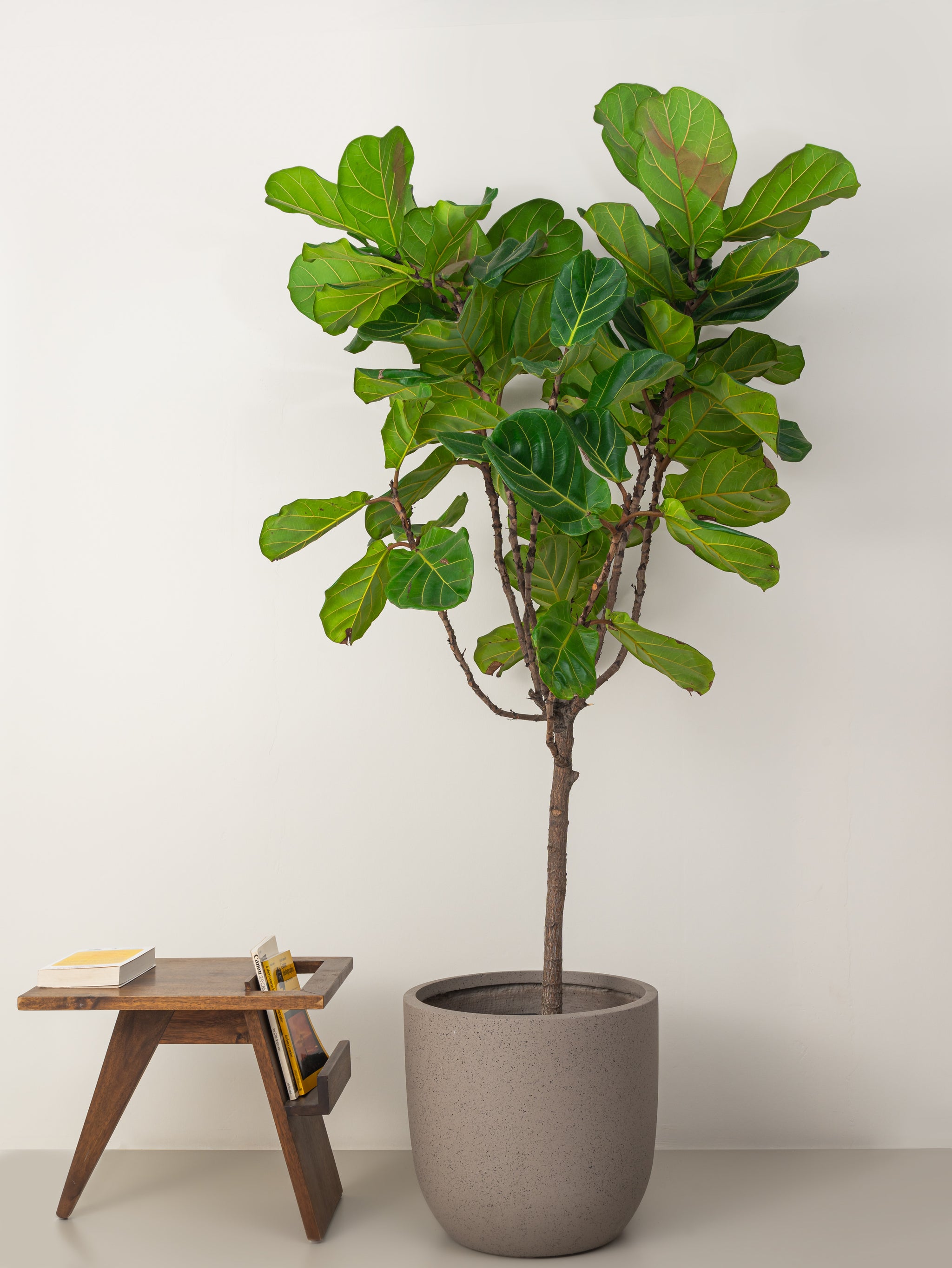 Fiddle Leaf Fig - Ficus Lyrata | Tall Indoor Plants | growhub AE