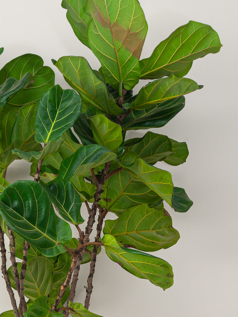Fiddle Leaf Fig - Ficus Lyrata | Tall Indoor Plants | growhub AE