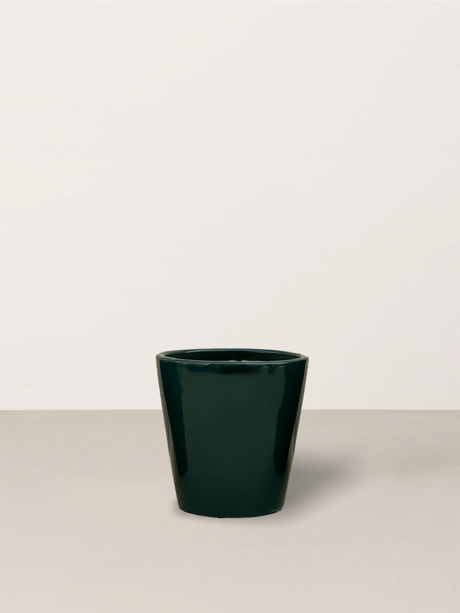 Weeping Fig - Ficus Benjamina | Trees - Outdoor Plants | growhub AE