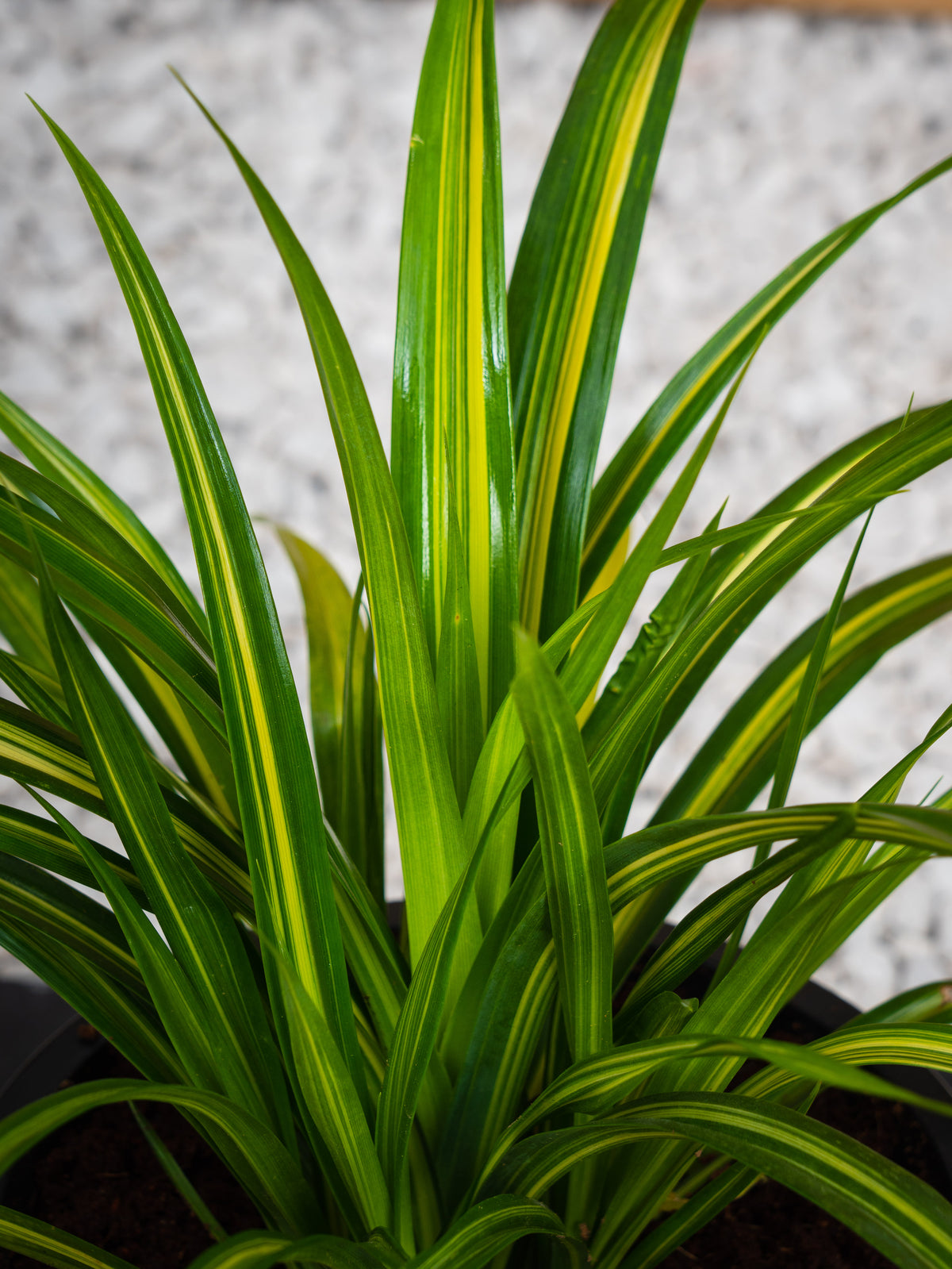 Variegated Pandanus - Pandanus Baptistii Variegata | Bushy Outdoor ...