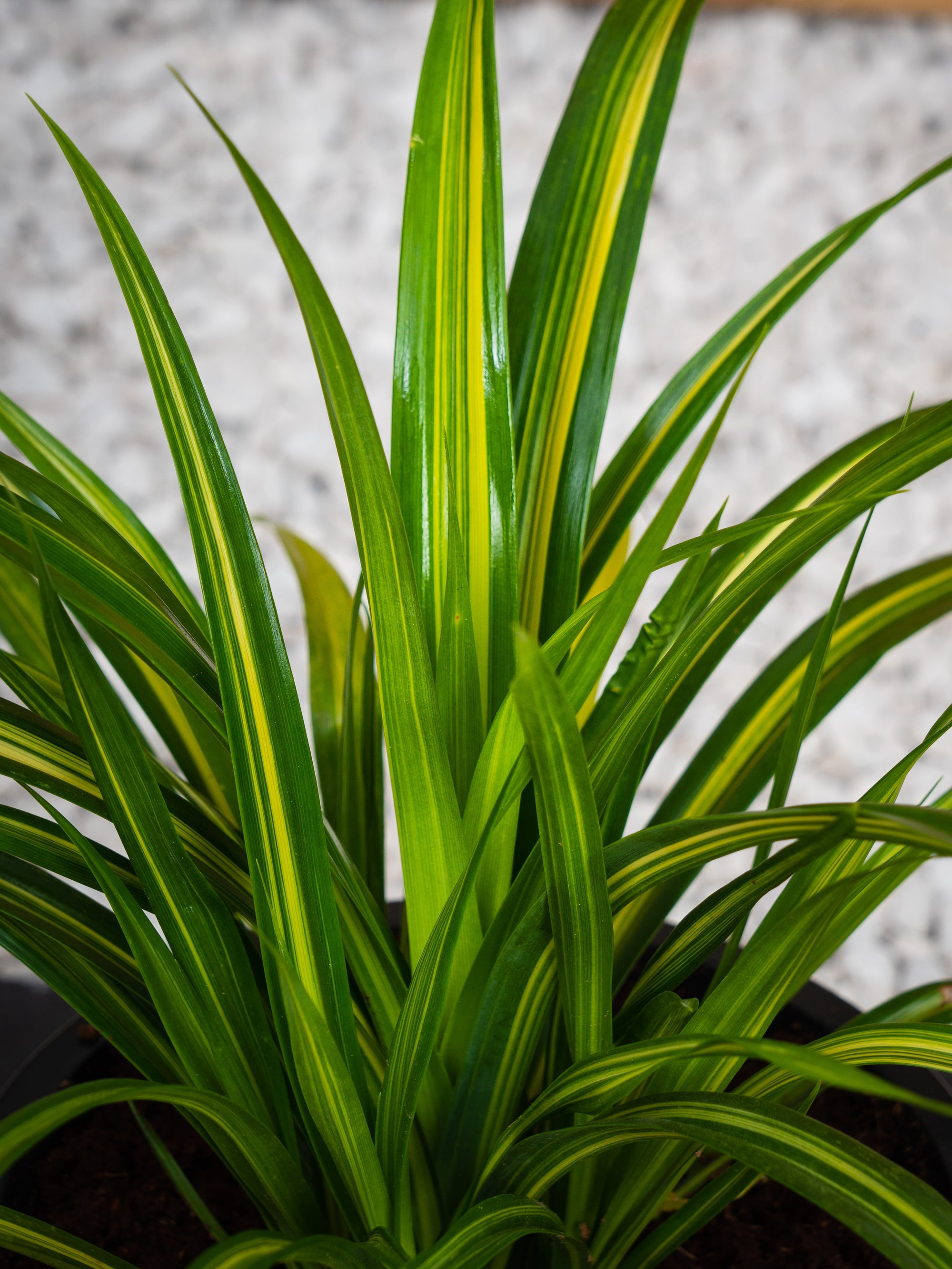 Variegated Pandanus - Pandanus Baptistii Variegata | Bushy Outdoor ...