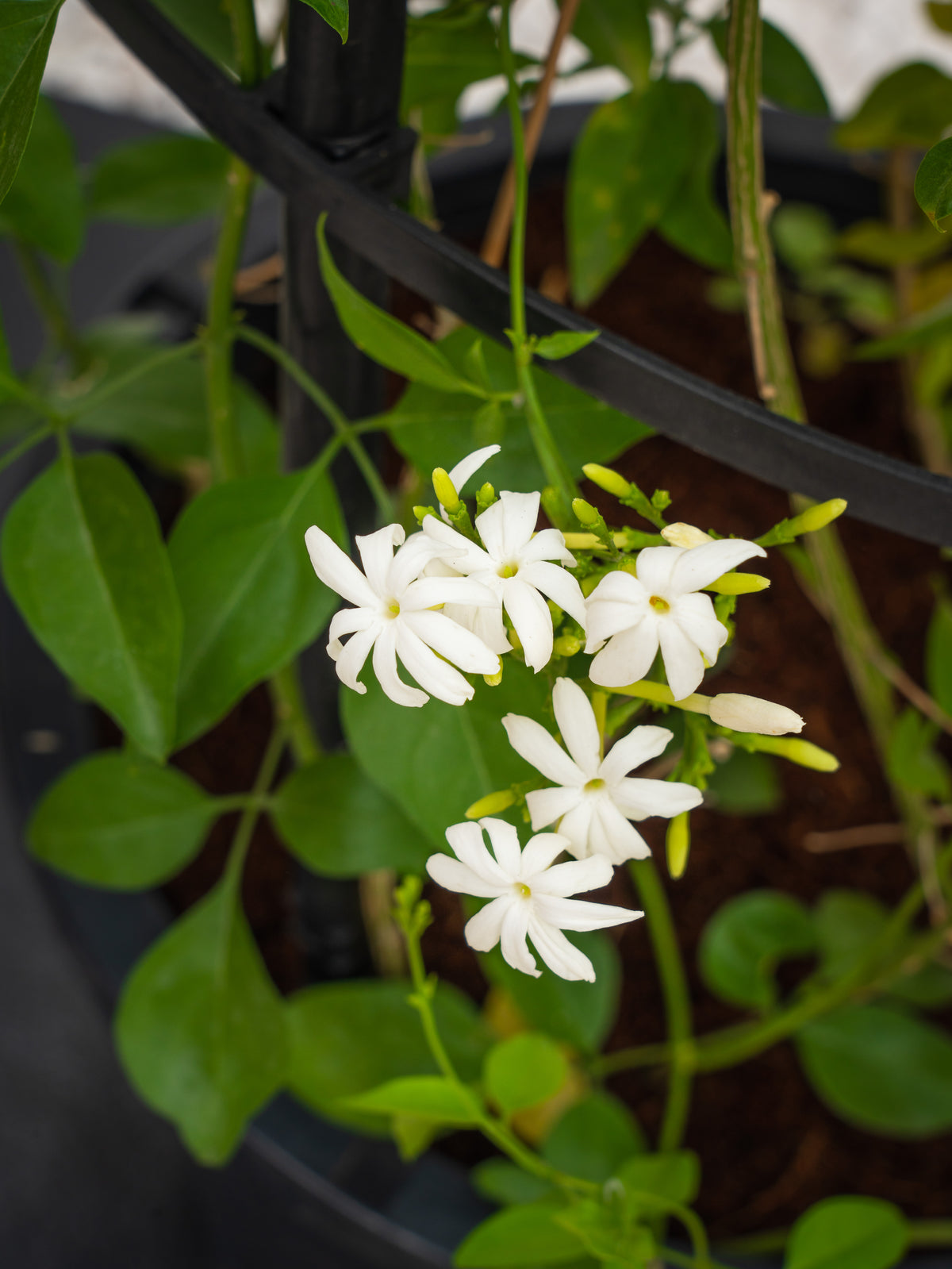 Jasmine Climber - Jasminum Grandiflora | Climbing Outdoor Plants ...
