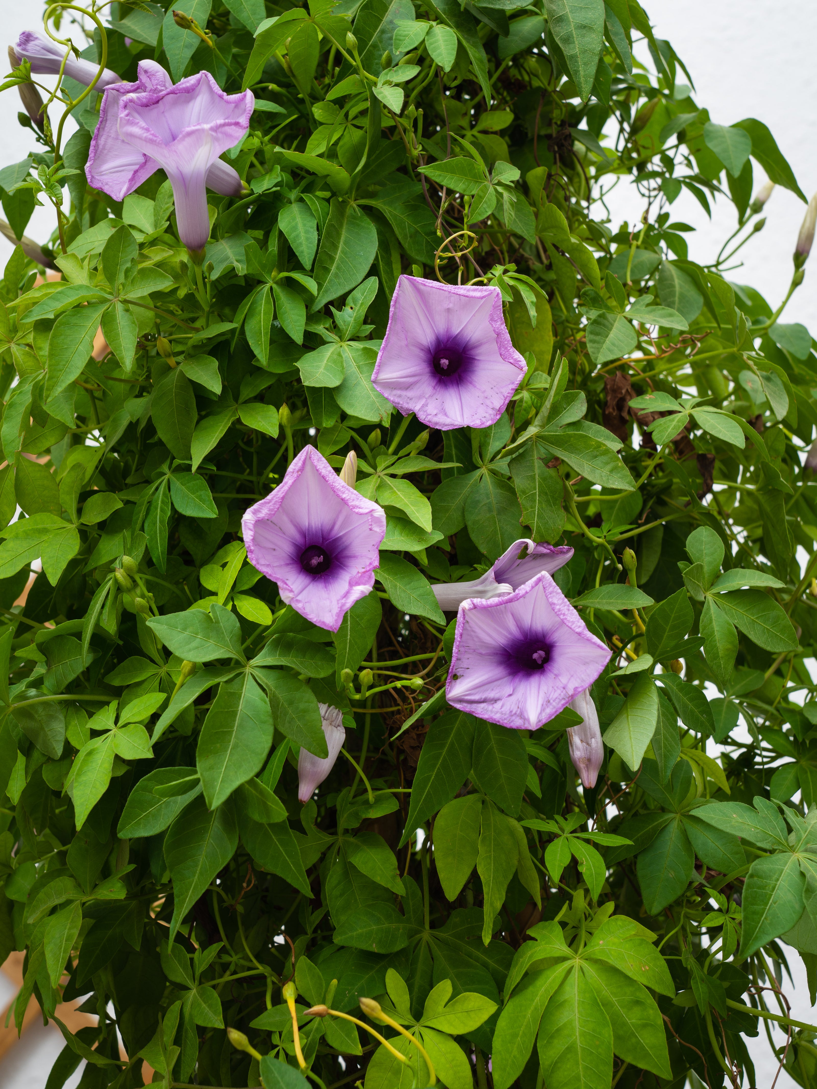 Ipomoea Climber - Ipomoea Cairica | Climbing Outdoor Plants | growhub AE
