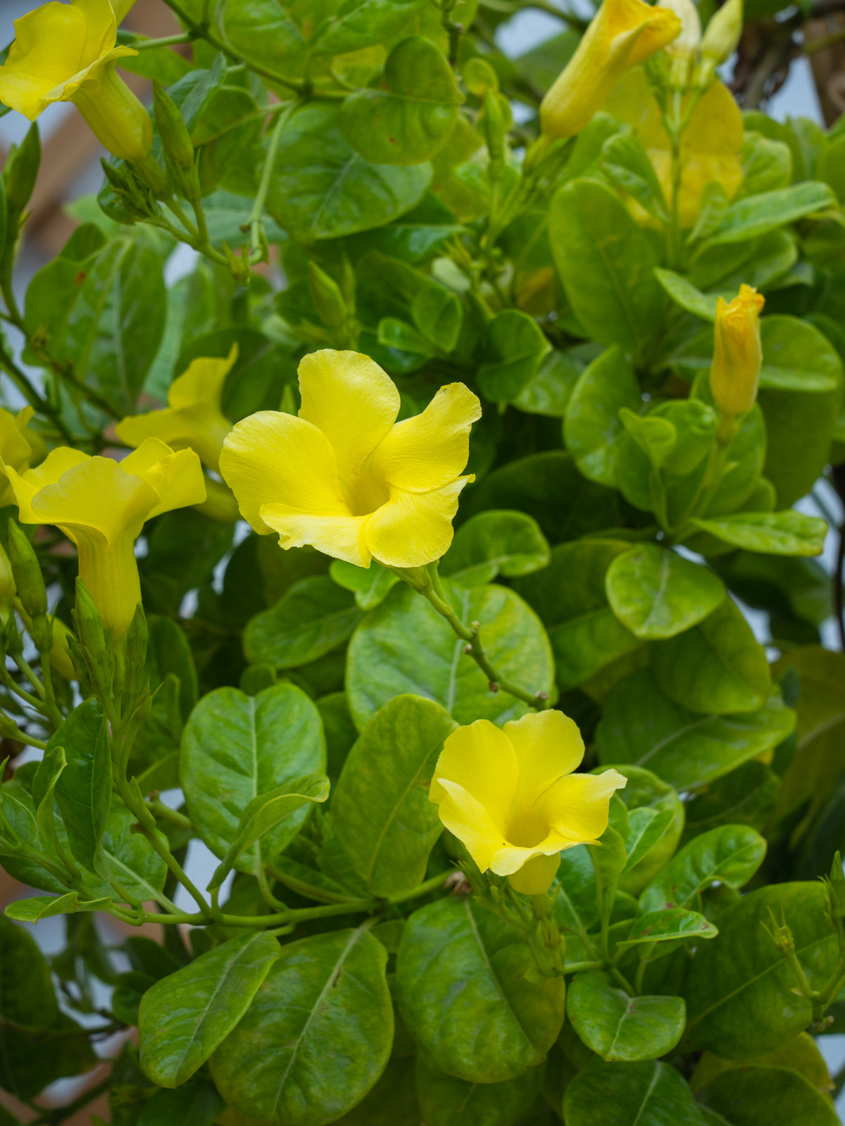 Mandevilla Climber - Mandevilla Splendens | Climbing Outdoor Plants ...
