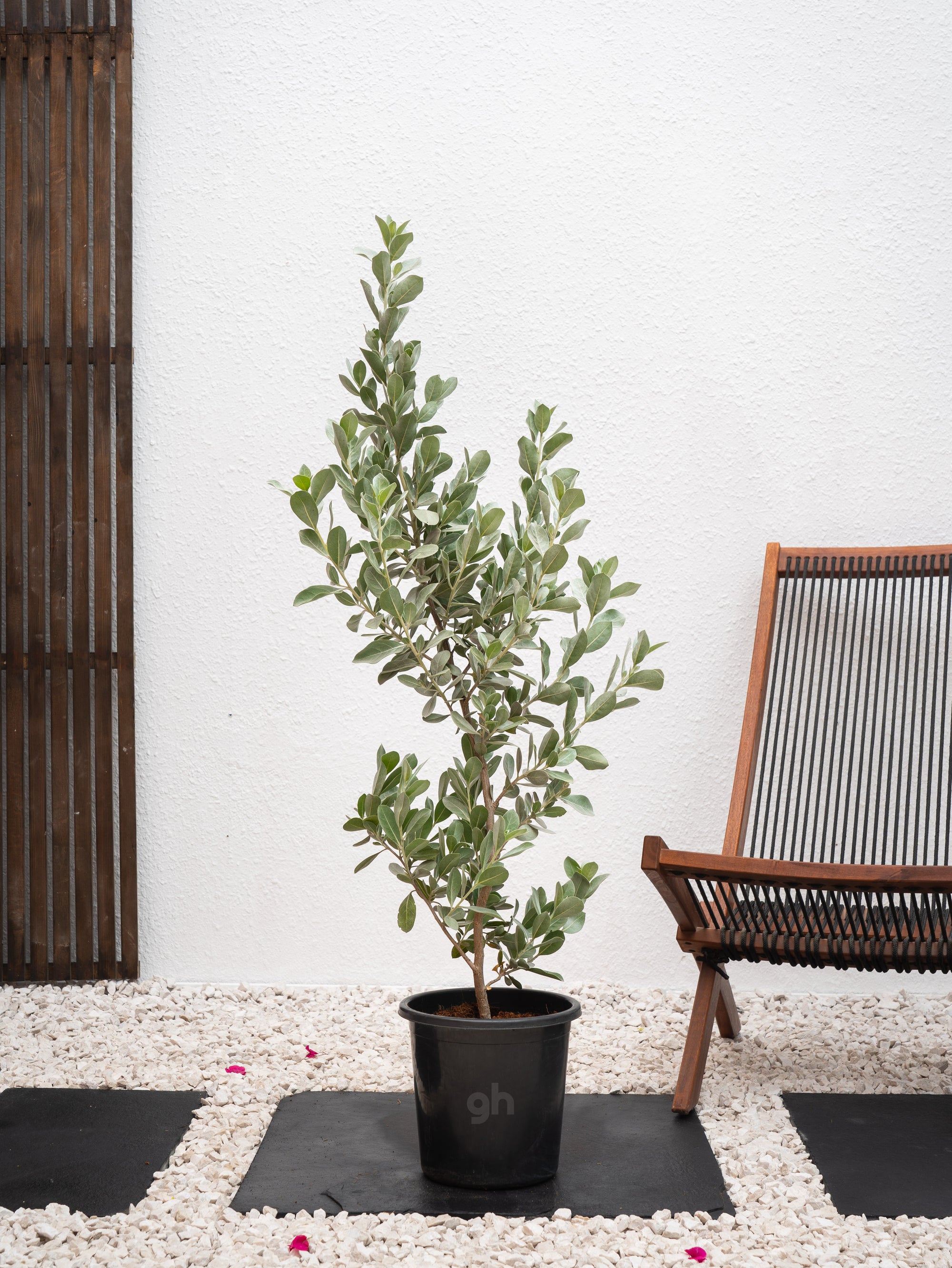 Silver Damas - Conocarpus Erectus | Bushy Outdoor Plants | growhub AE