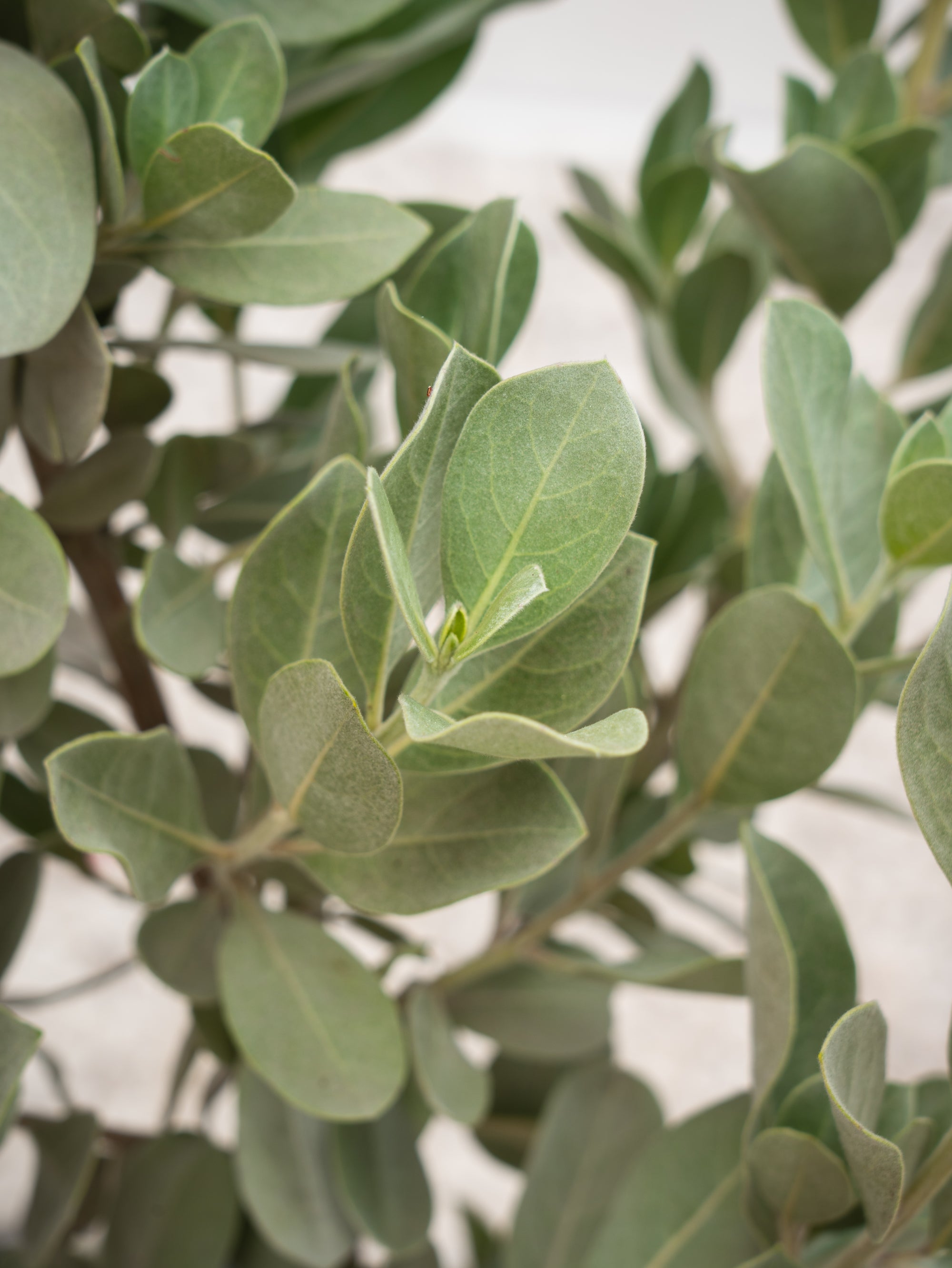 Silver Damas - Conocarpus Erectus | Bushy Outdoor Plants | growhub AE