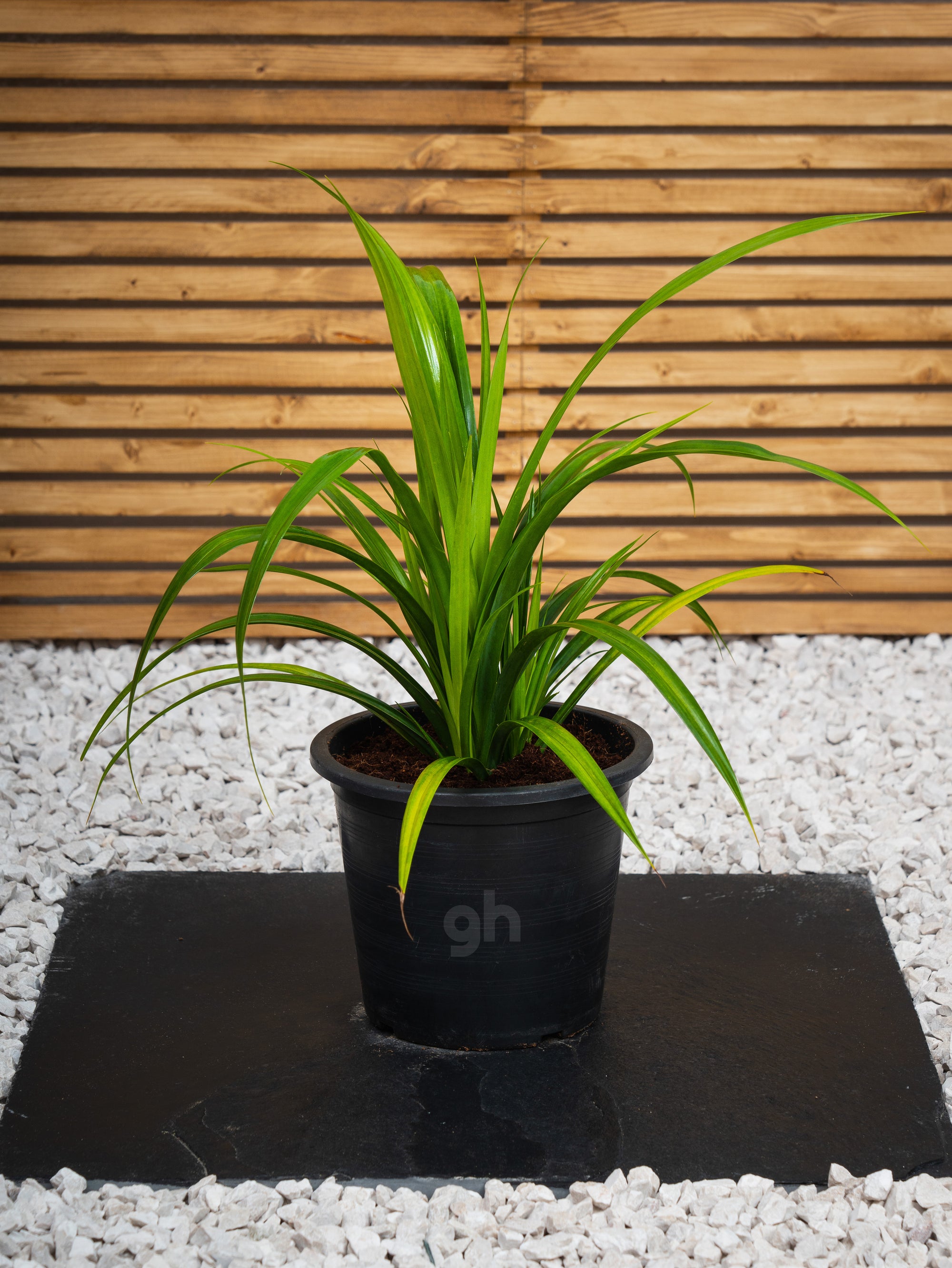 Pandanus - Pandanus Baptistii | Bushy Outdoor Plants | growhub AE