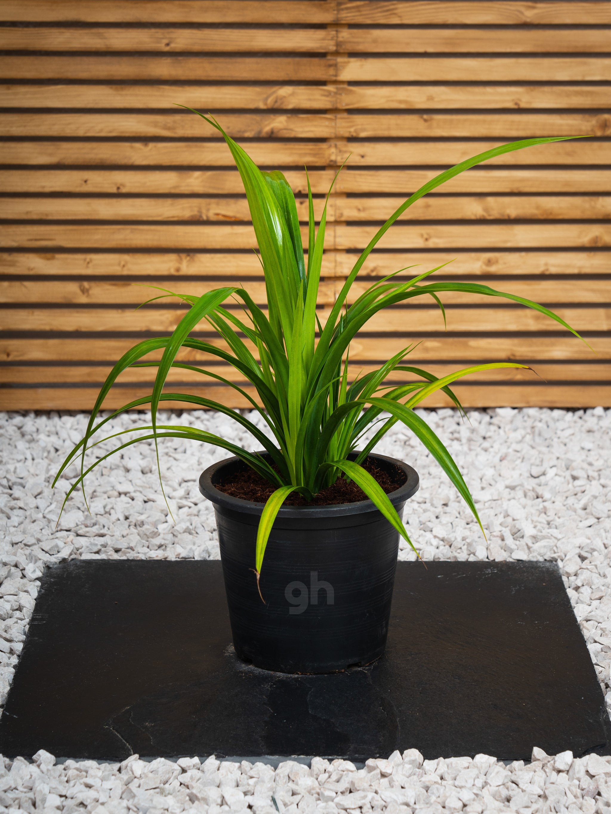 Pandanus - Pandanus Baptistii | Bushy Outdoor Plants | growhub AE