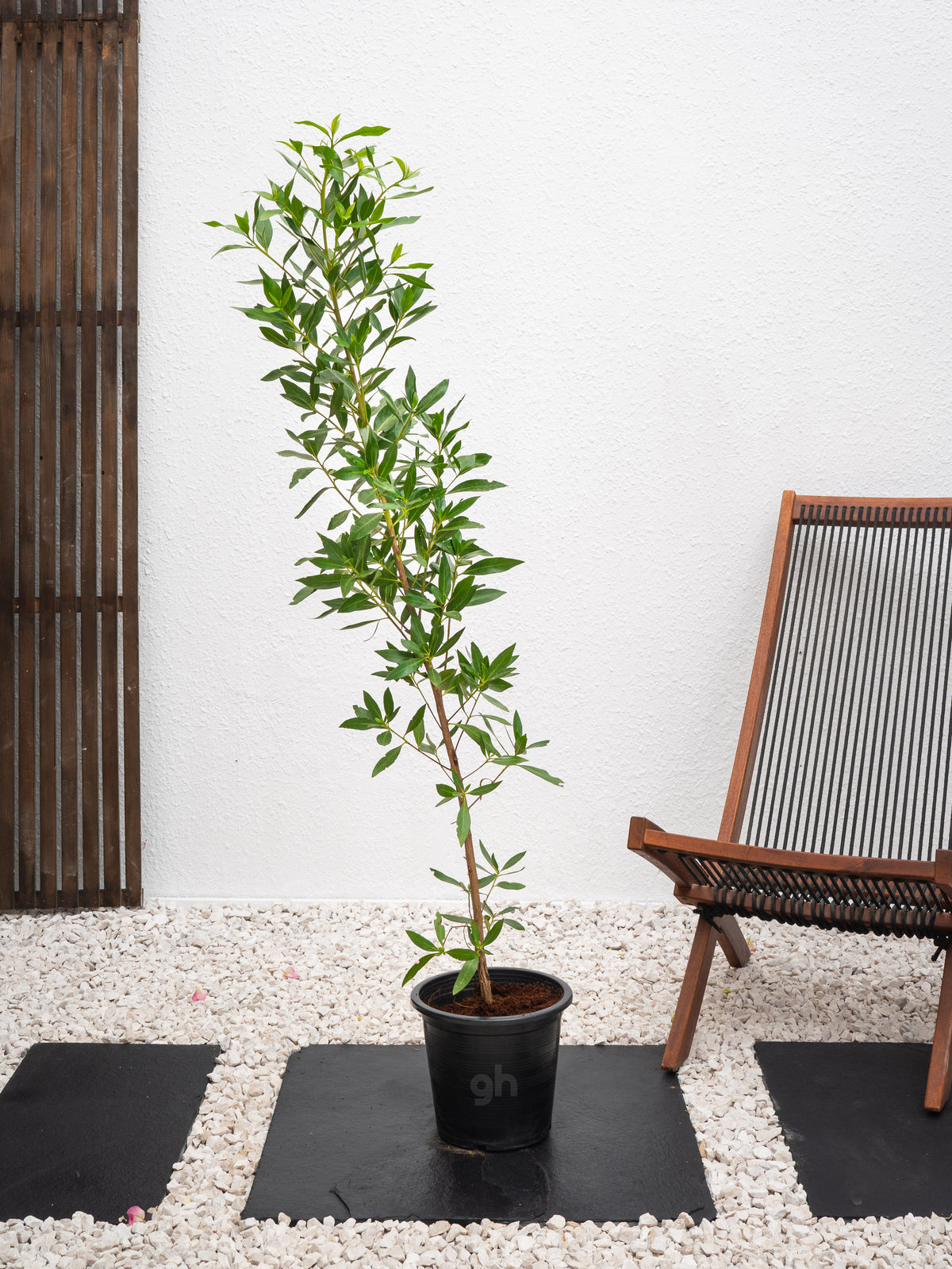 Damas - Conocarpus Erectus | Trees - Outdoor Plants | growhub AE