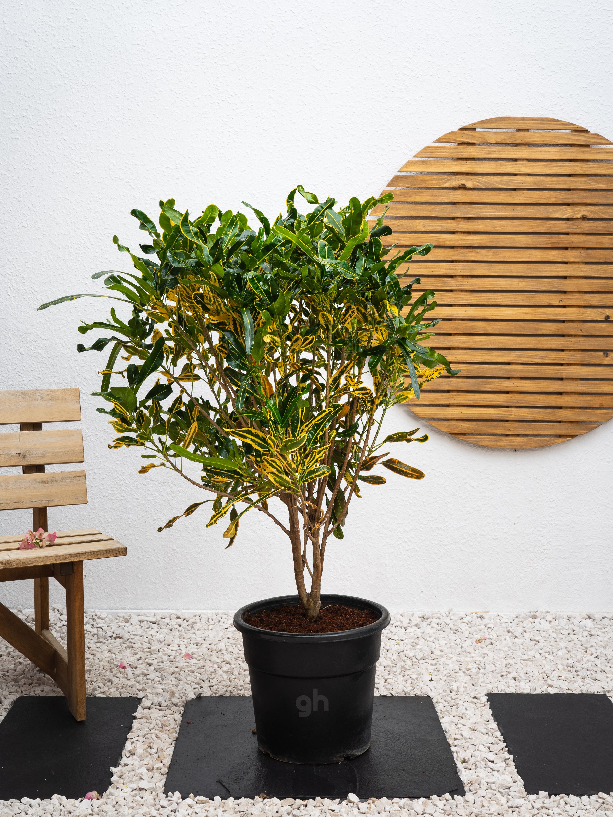 Curly Croton - Codiaeum Variegatum | Bushy Outdoor Plants | growhub AE