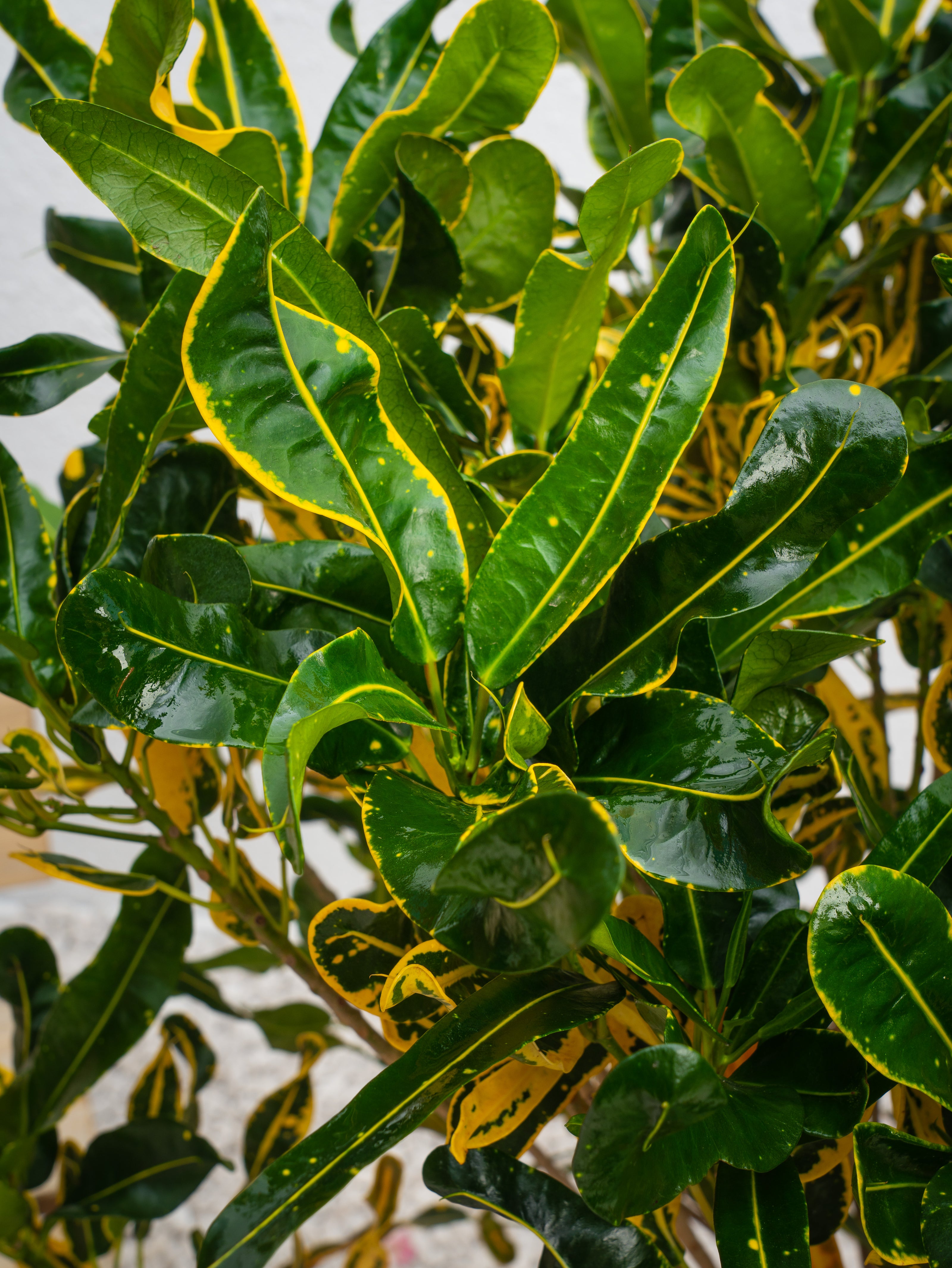 Curly Croton - Codiaeum Variegatum | Bushy Outdoor Plants | growhub AE