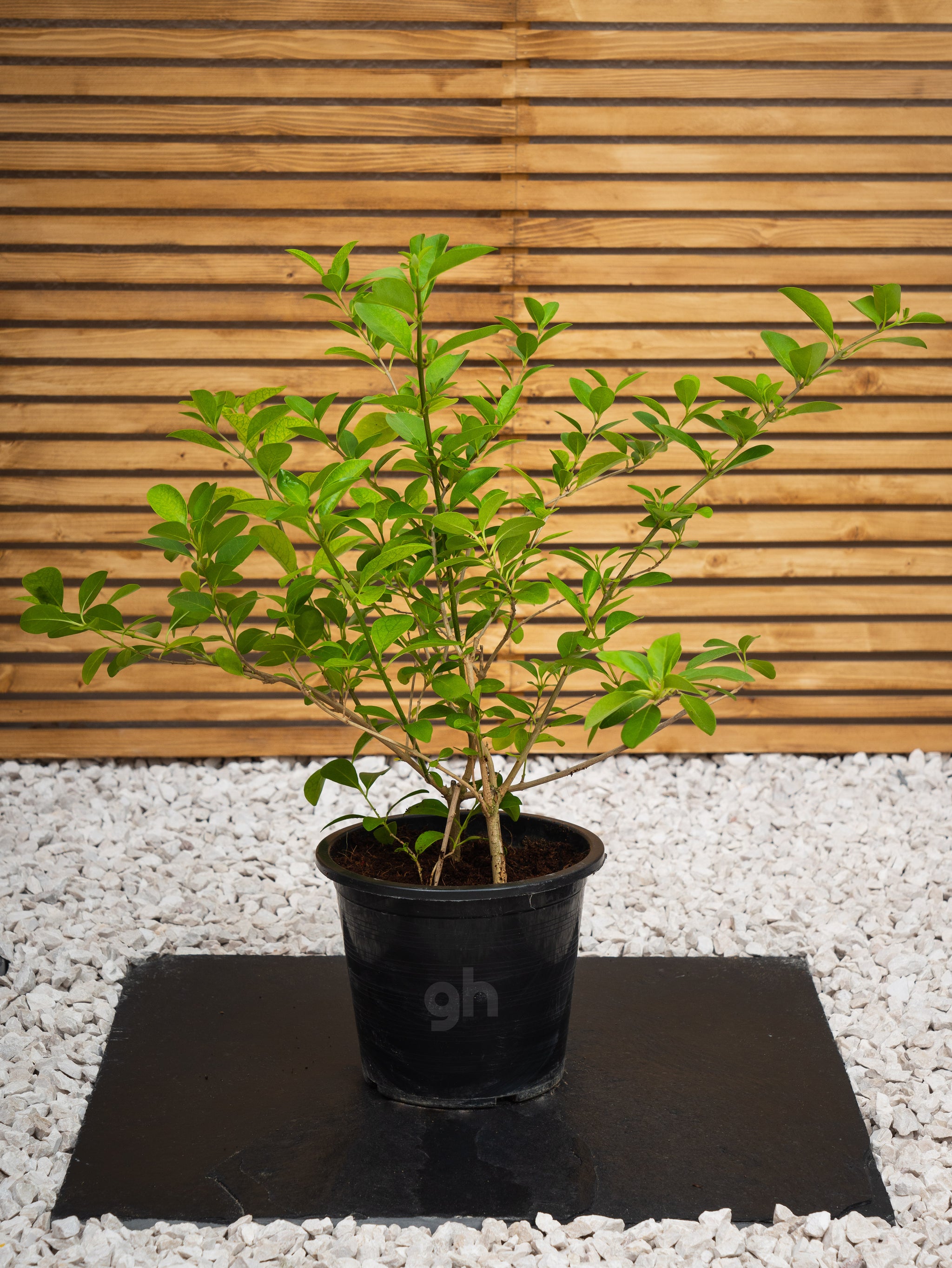 Dumdum - Clerodendrum Inerme | Bushy Outdoor Plants | growhub AE