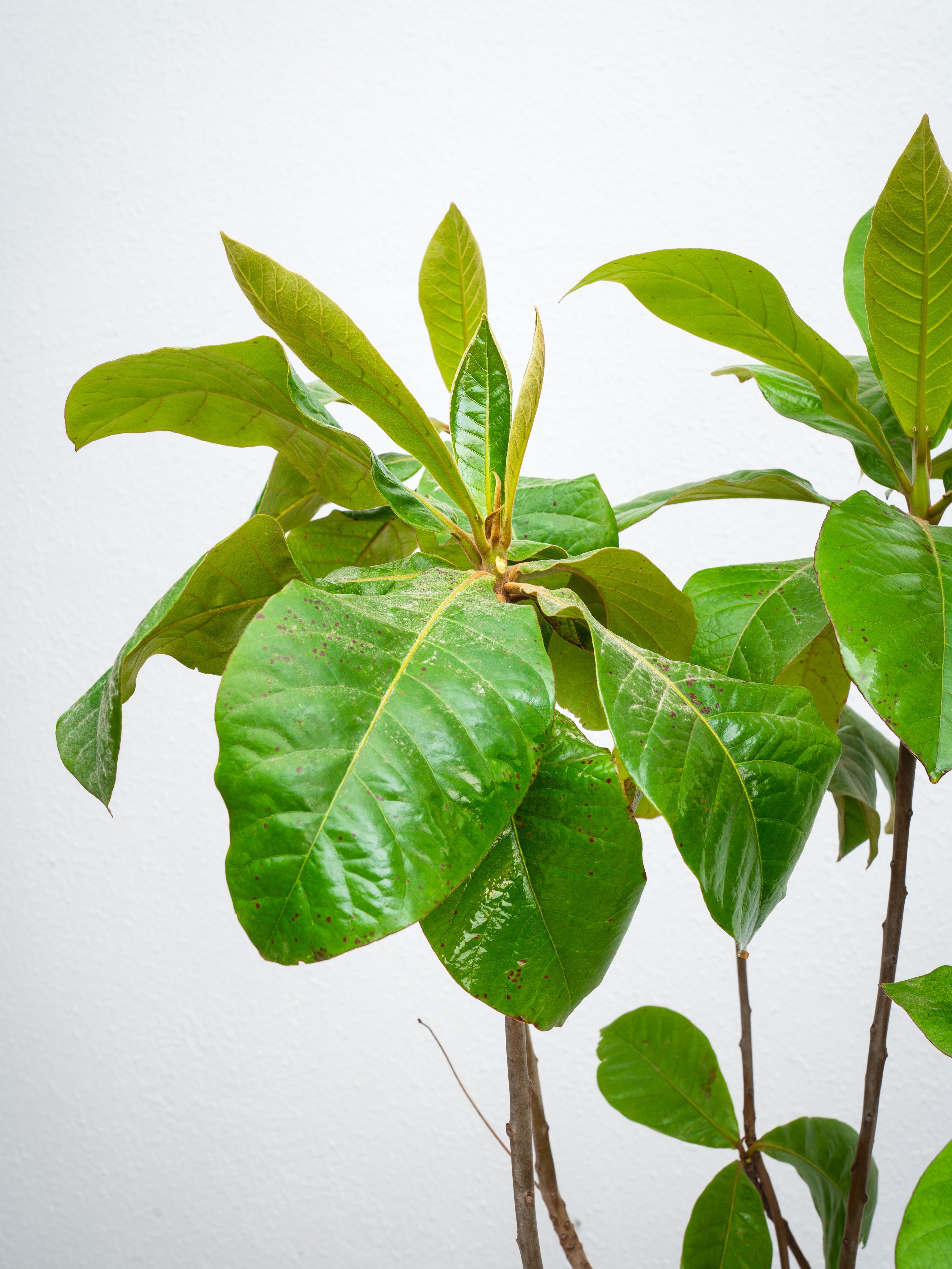 Indian Almond Tree - Terminalia Catappa | Trees - Outdoor Plants ...