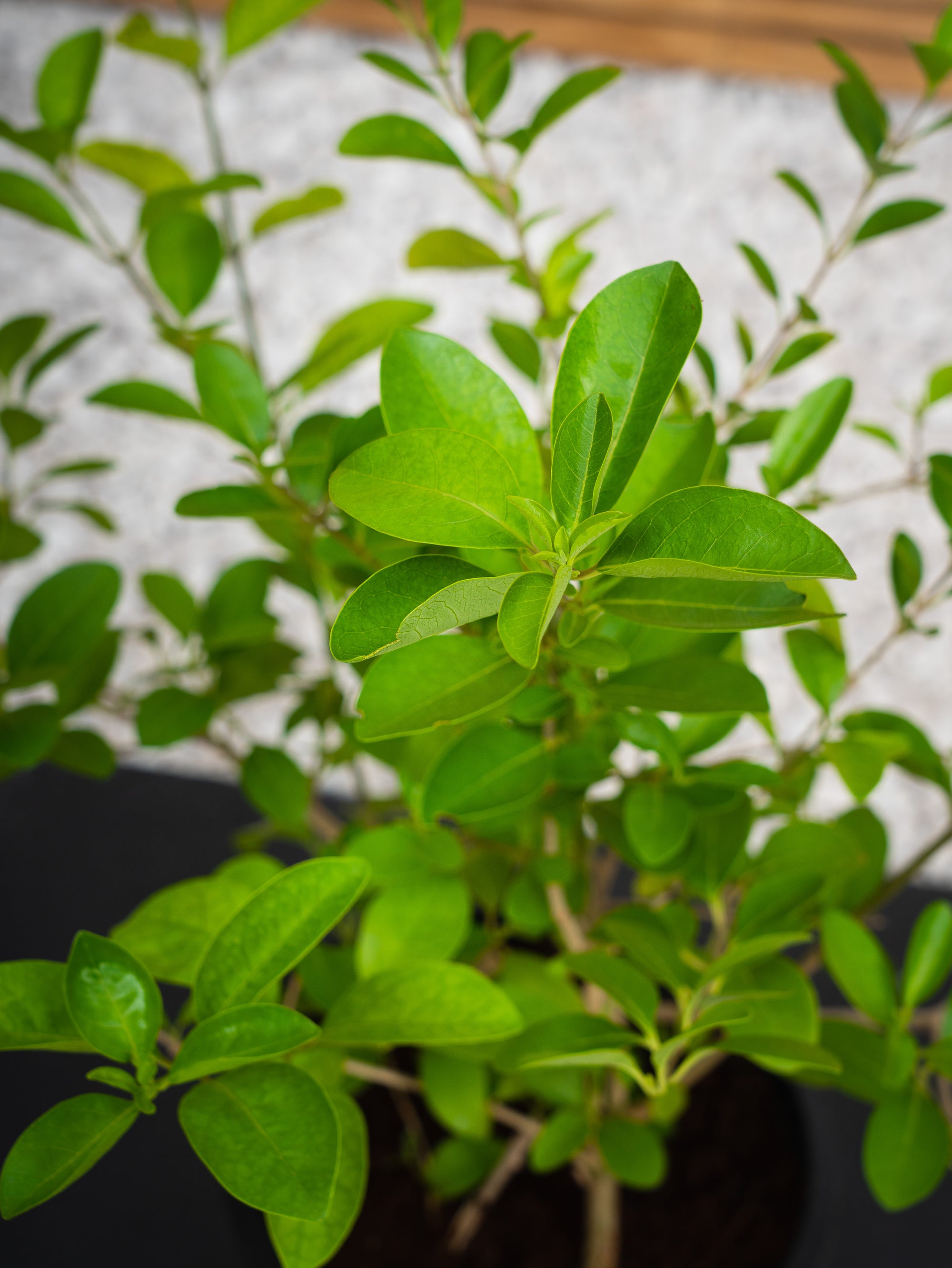 Dumdum - Clerodendrum Inerme | Bushy Outdoor Plants | growhub AE